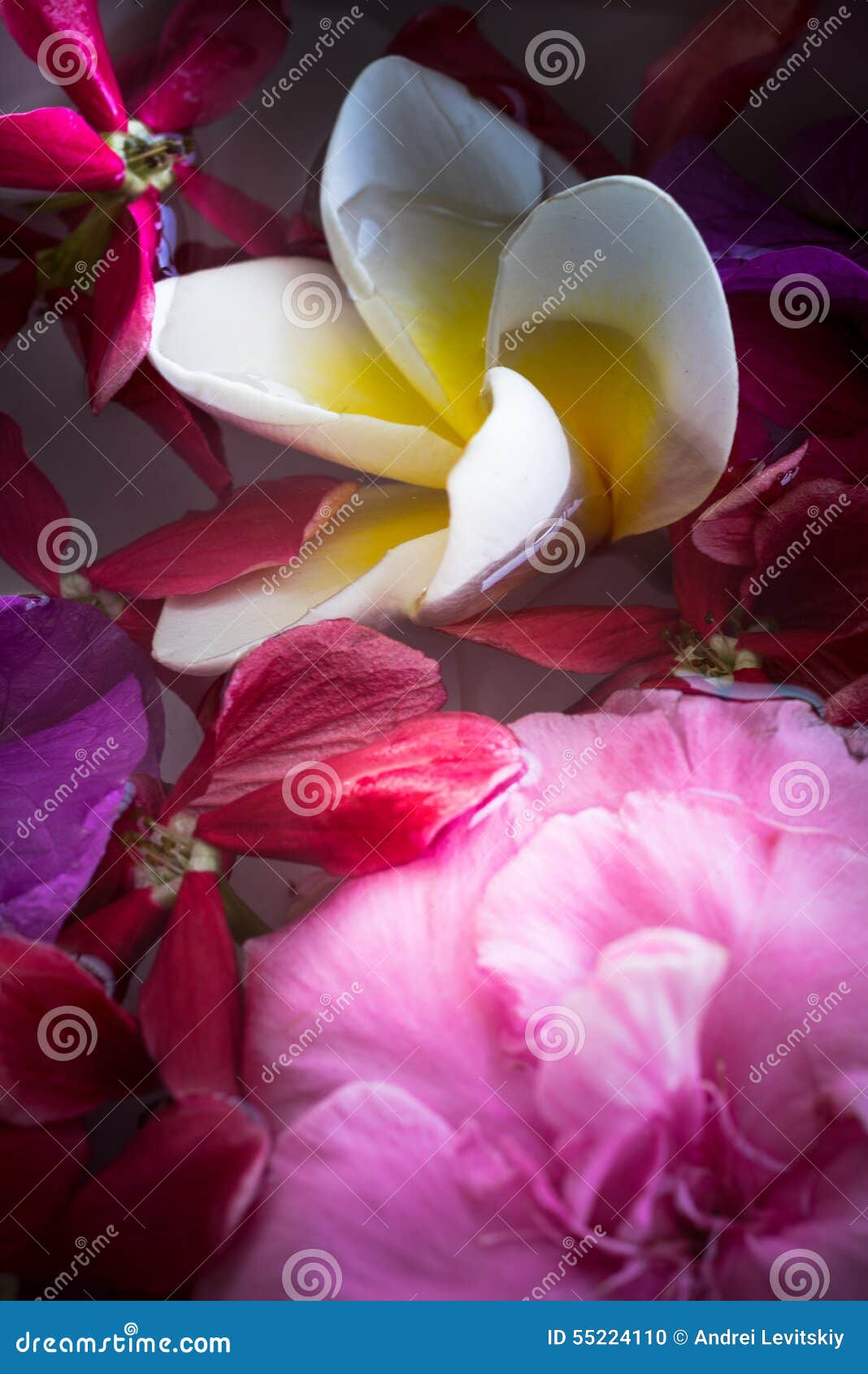 Group of flower stock photo. Image of wildflower, inflorescence - 55224110