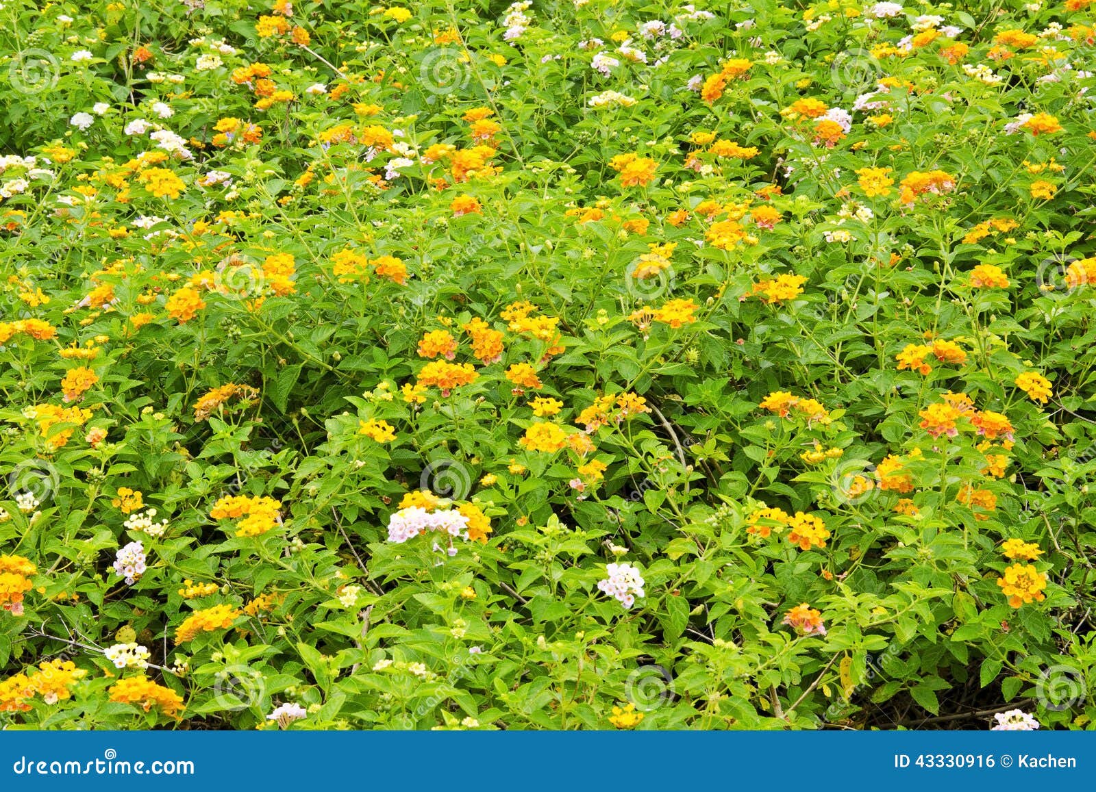 Group of flower stock photo. Image of garden, field, nature - 43330916