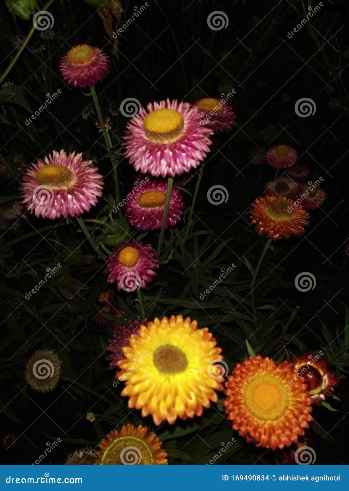 Group of flowers stock photo. Image of love, colour - 169490834