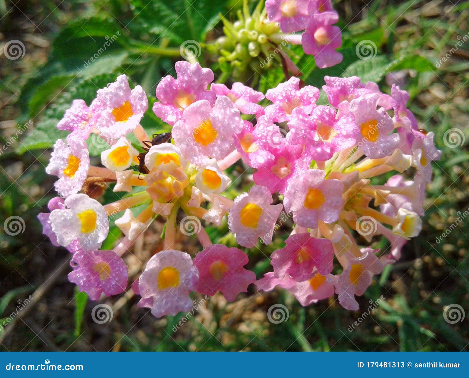 Group of Flowers Colourfull Flowers Colo Stock Image - Image of ...