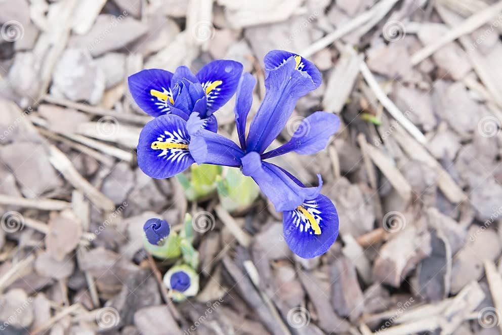 Group of Flowers of an Iris Stock Photo - Image of beauty, nature: 70489786