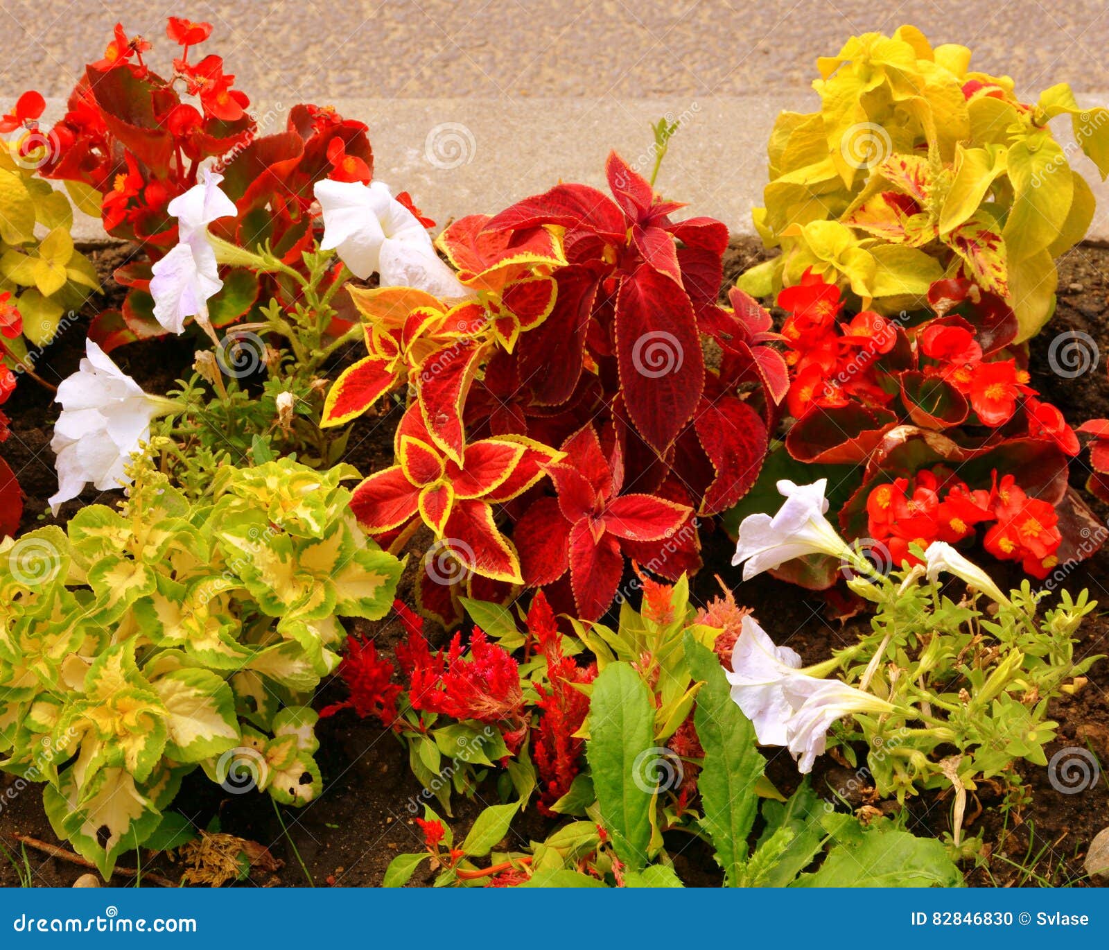 Group of flowers stock photo. Image of flowers, botanic - 82846830