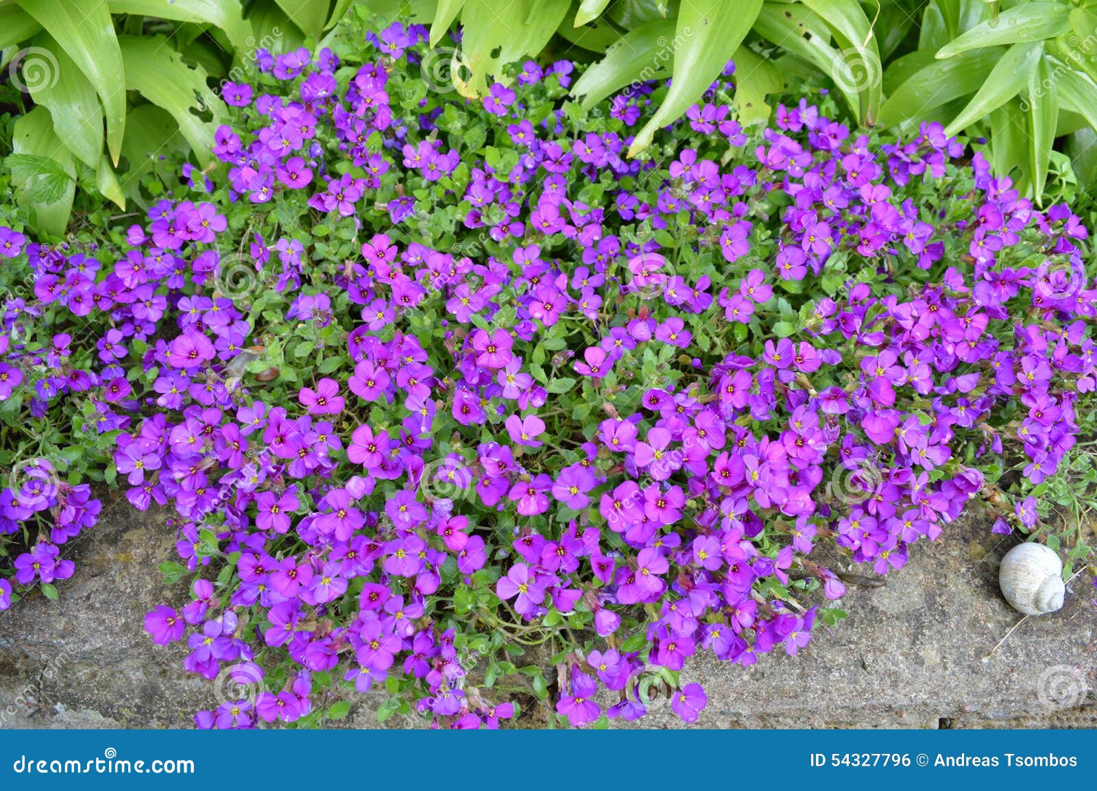 Group of flowers stock photo. Image of beautiful, flowers - 54327796