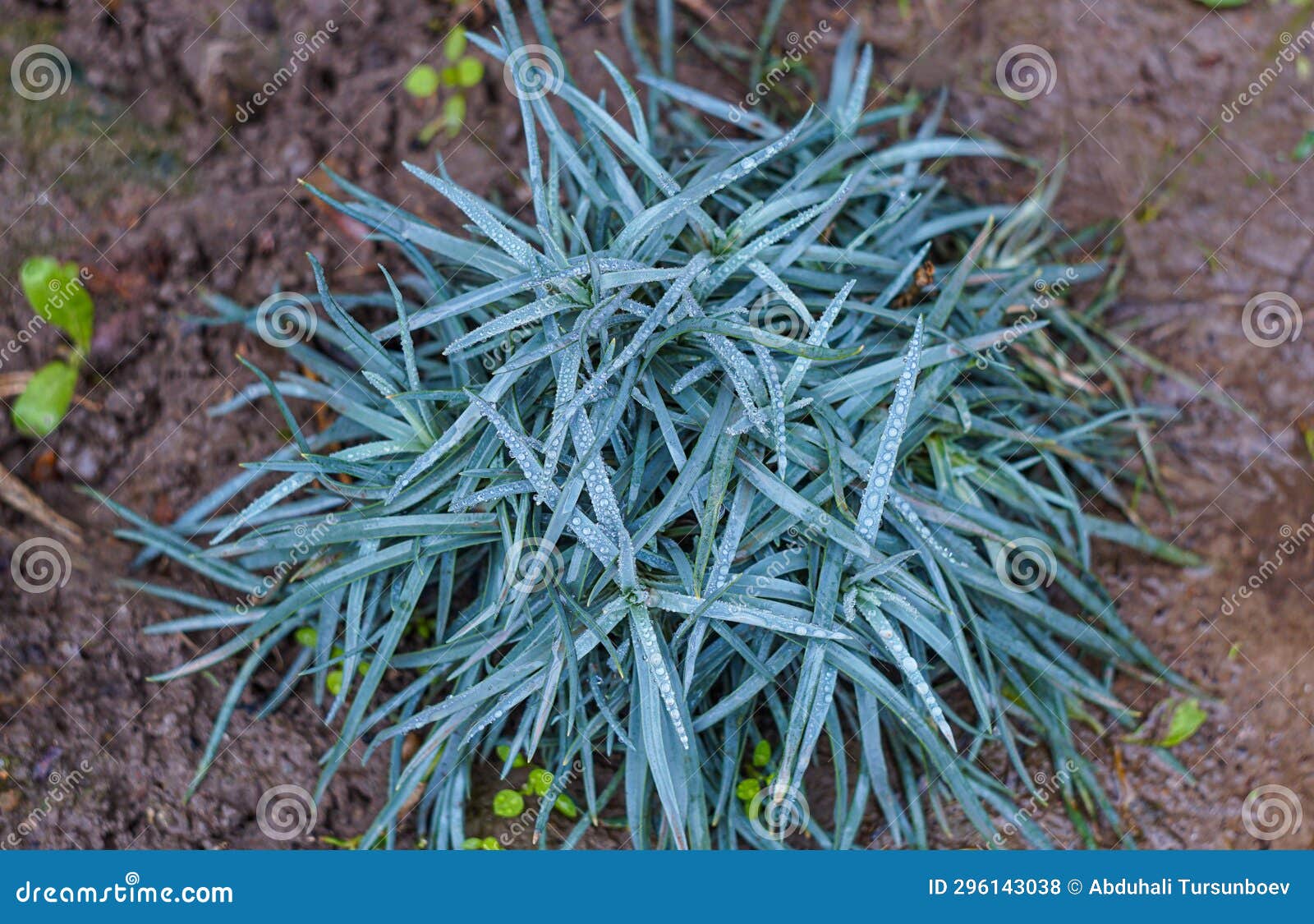 A Group of Flowers with Small Leaves Stock Photo - Image of freshness ...