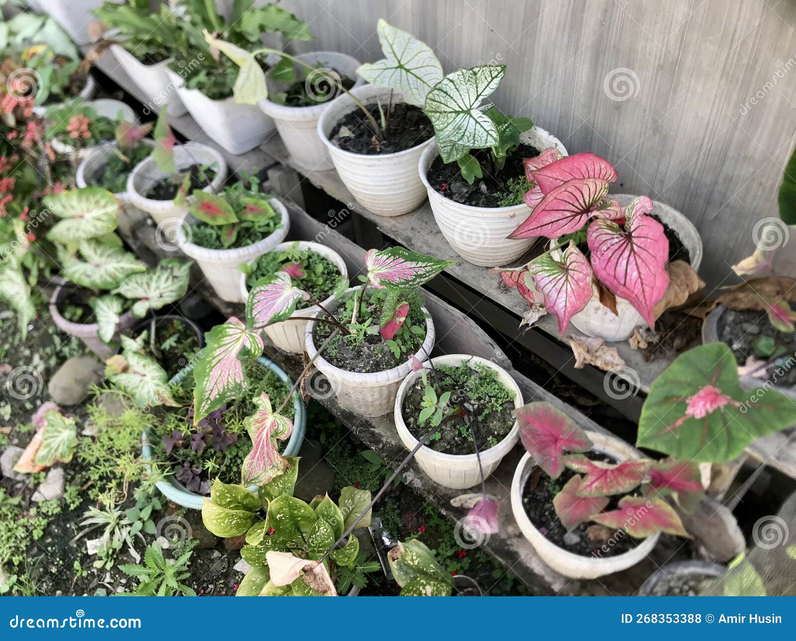 A Group of Flowers Still on the Pot Stock Photo - Image of flowers ...