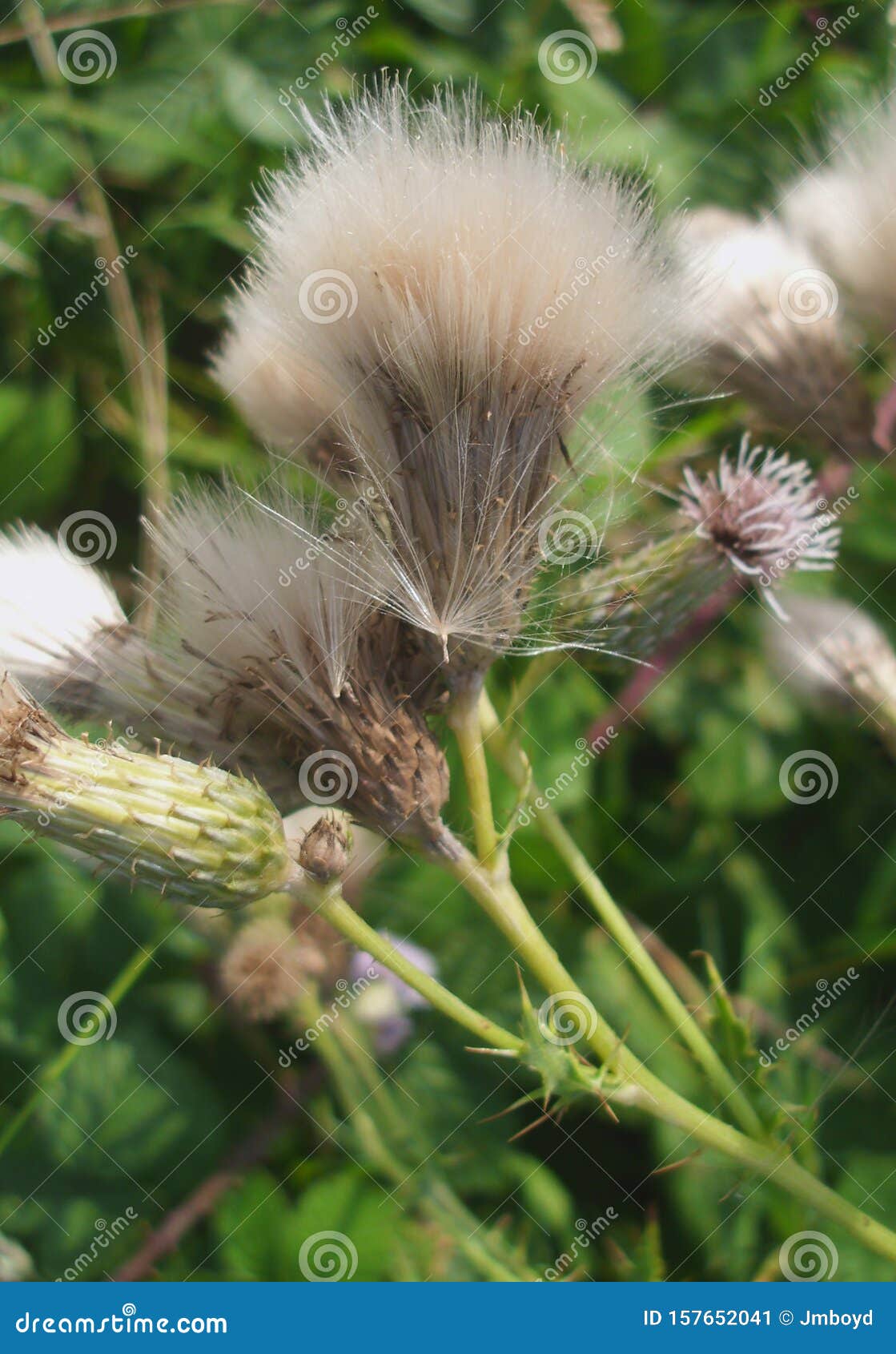 Thistle seed heads stock image. Image of reproduction - 157652041