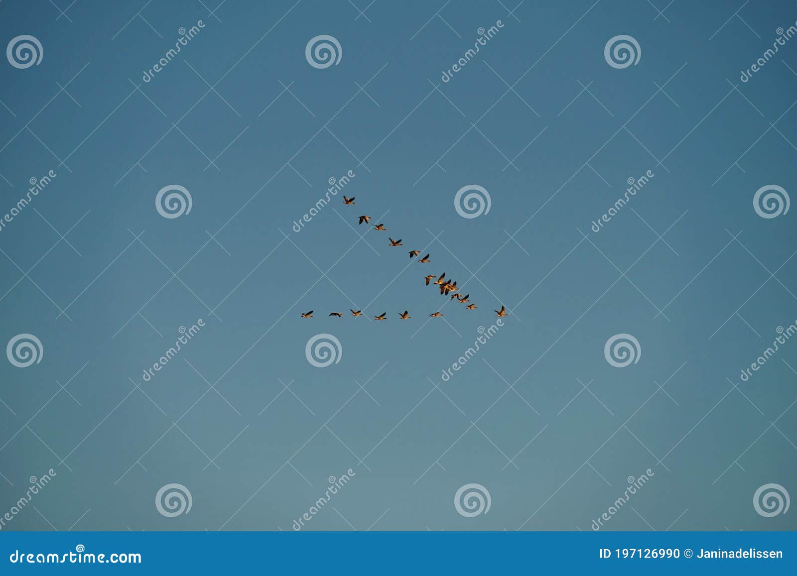 Group of Flying Brant in Blue Sky Stock Photo - Image of goose, wing ...