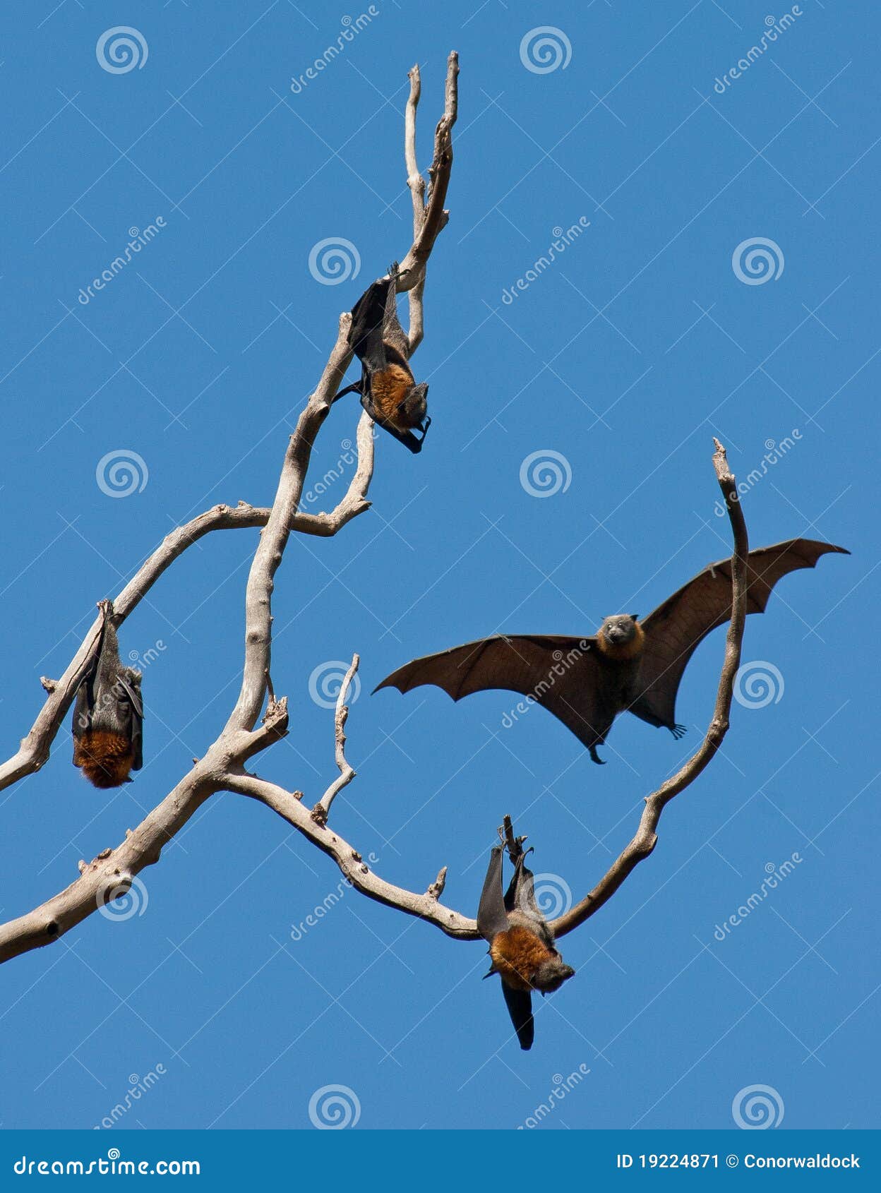Two Flying Foxes Megabats Sleeping In Eucalyptus Tree At Karijini ...