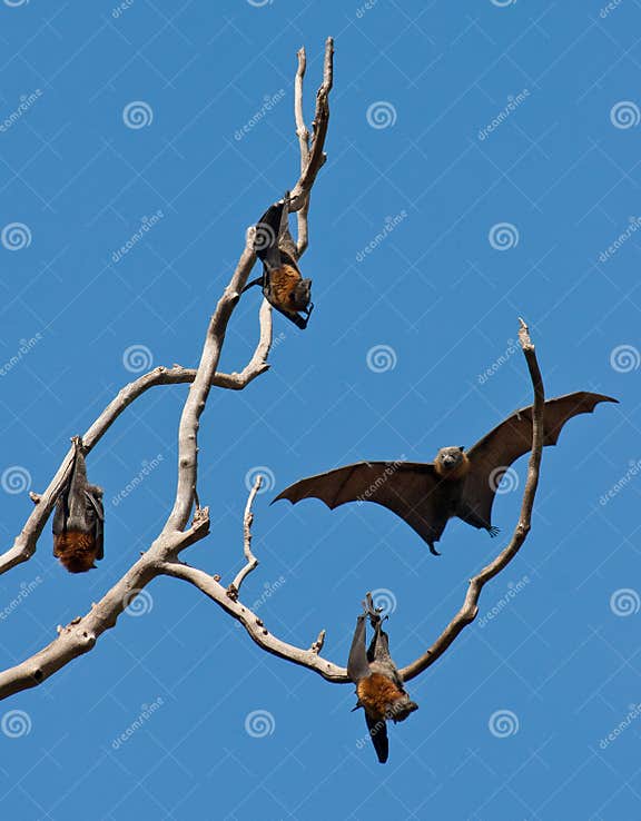 Group of flying foxes stock image. Image of hang, claws - 19224871