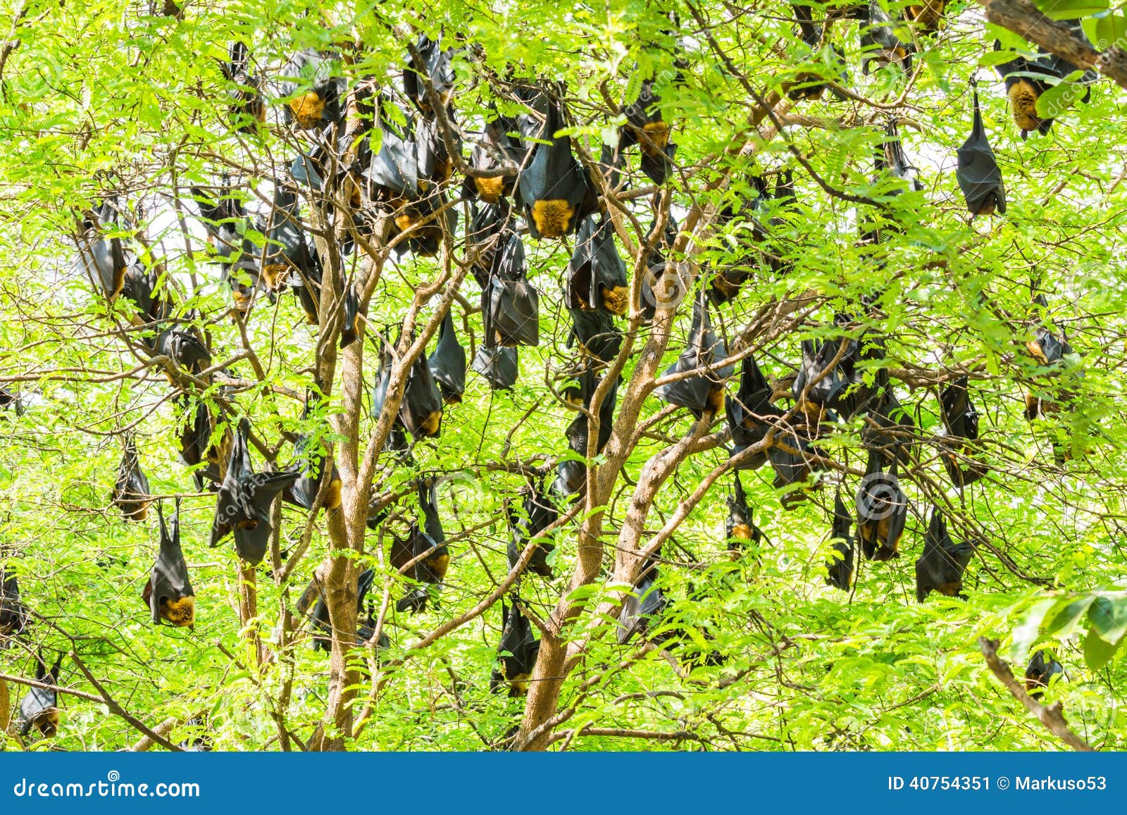 Group of Flying foxes stock image. Image of green, forest - 40754351