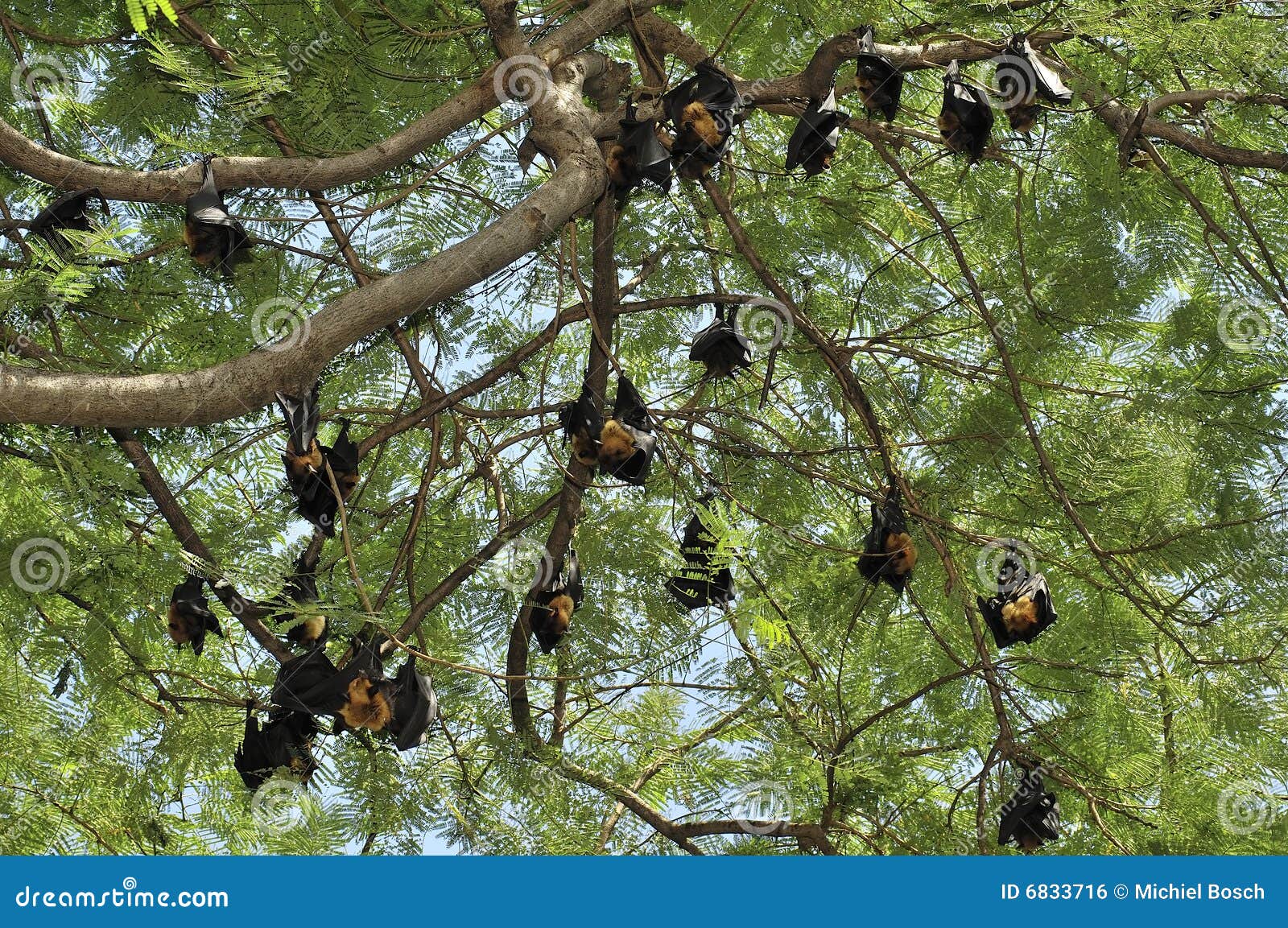Two Flying Foxes Megabats Sleeping In Eucalyptus Tree At Karijini ...