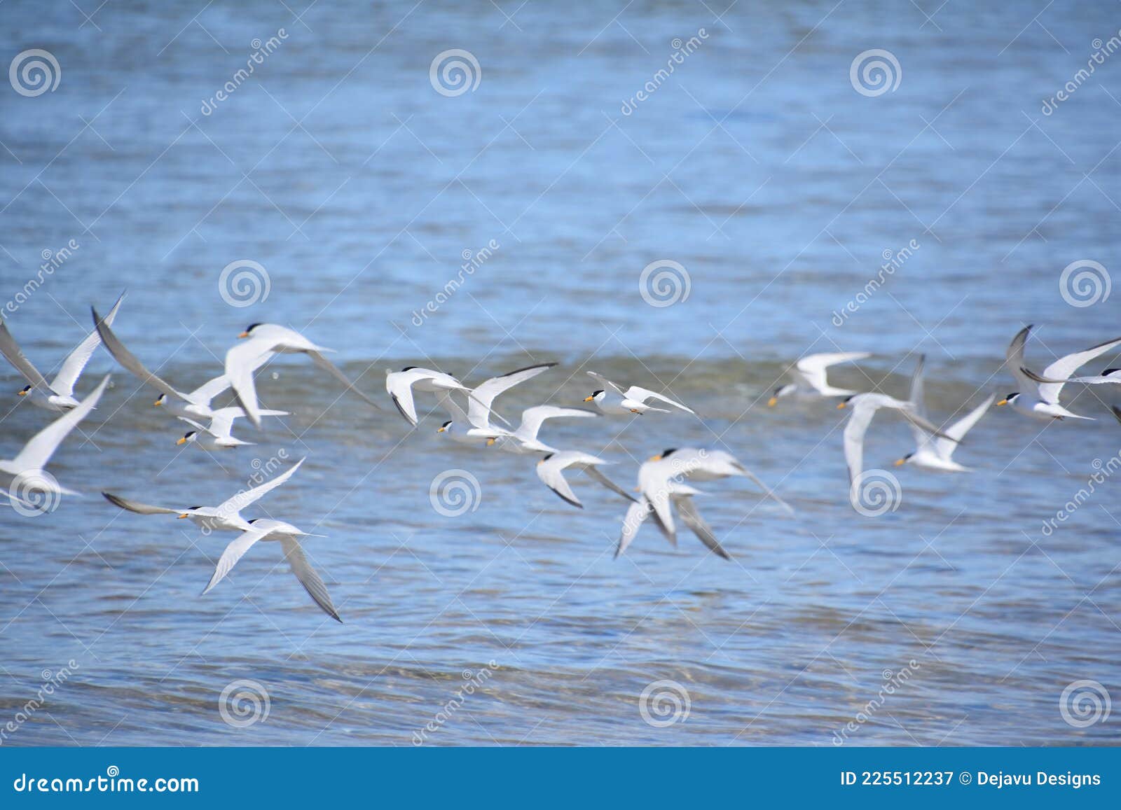 Group of Flying Piping Plovers Over the Ocean Stock Image - Image of ...