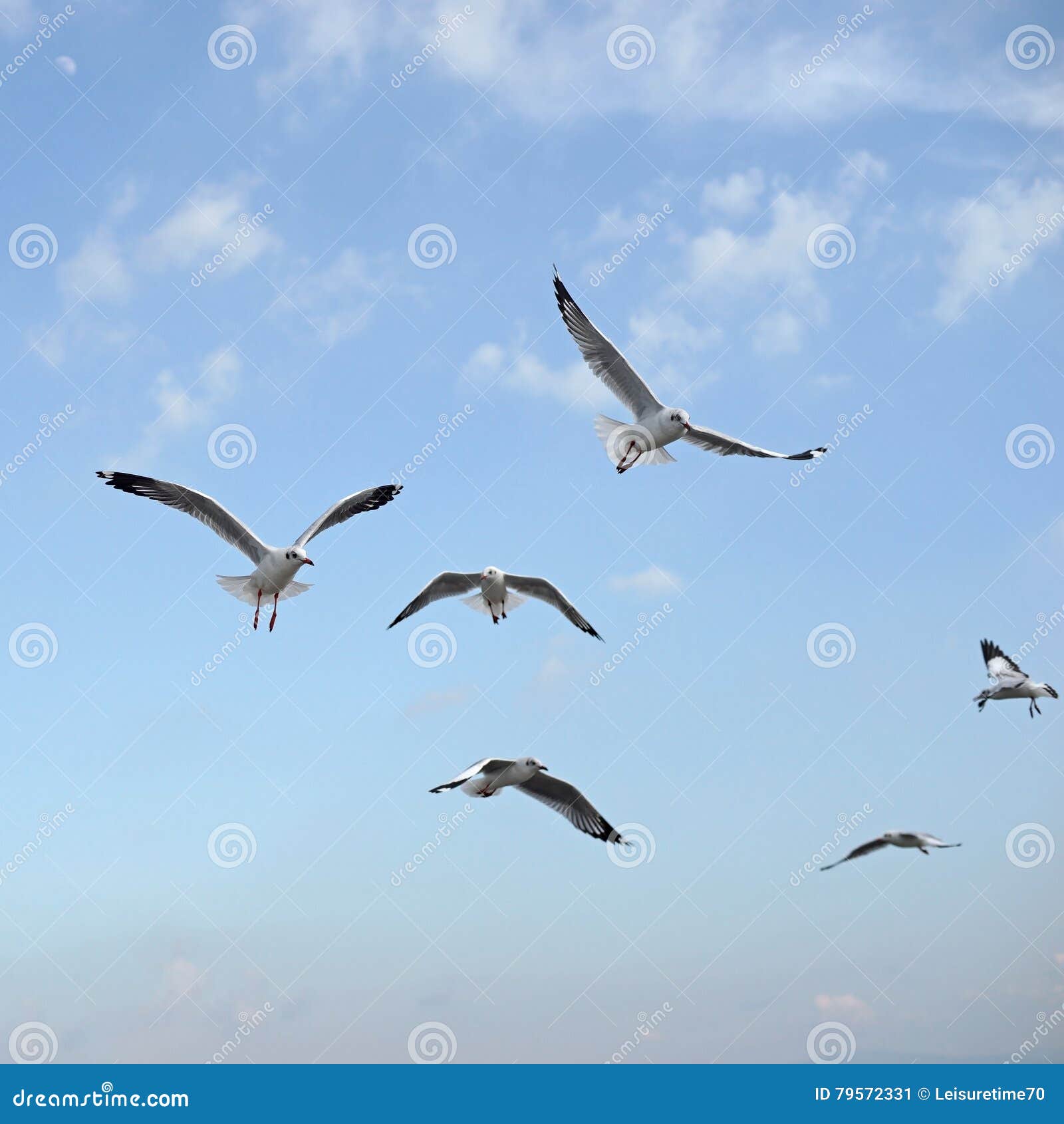 Group of Flying Seagull Bird Stock Image - Image of flying, spread ...