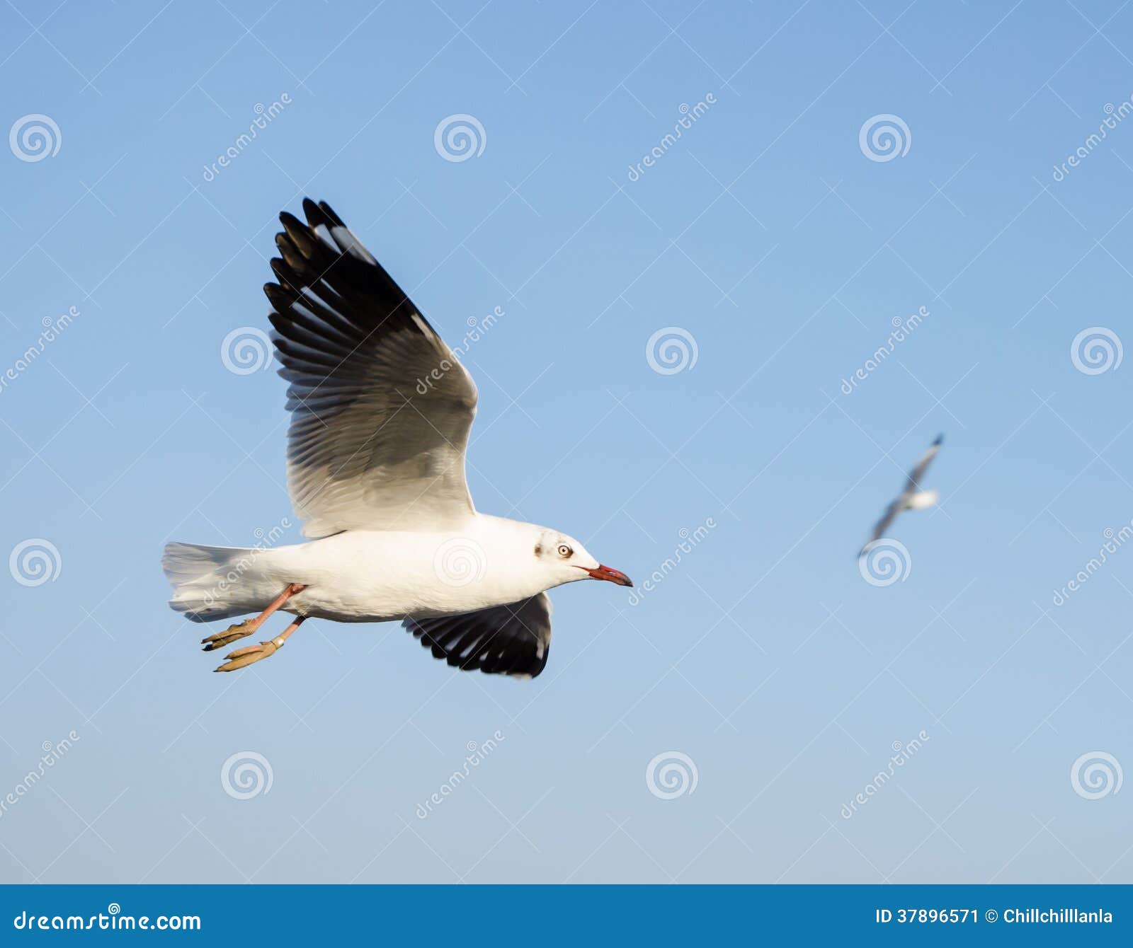 Group of flying seagull stock image. Image of gull, freedom - 37896571