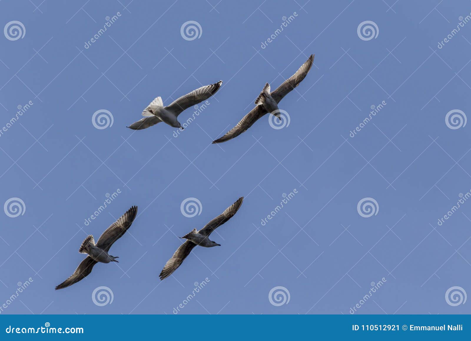 A group of flying seagull stock image. Image of laridae - 110512921