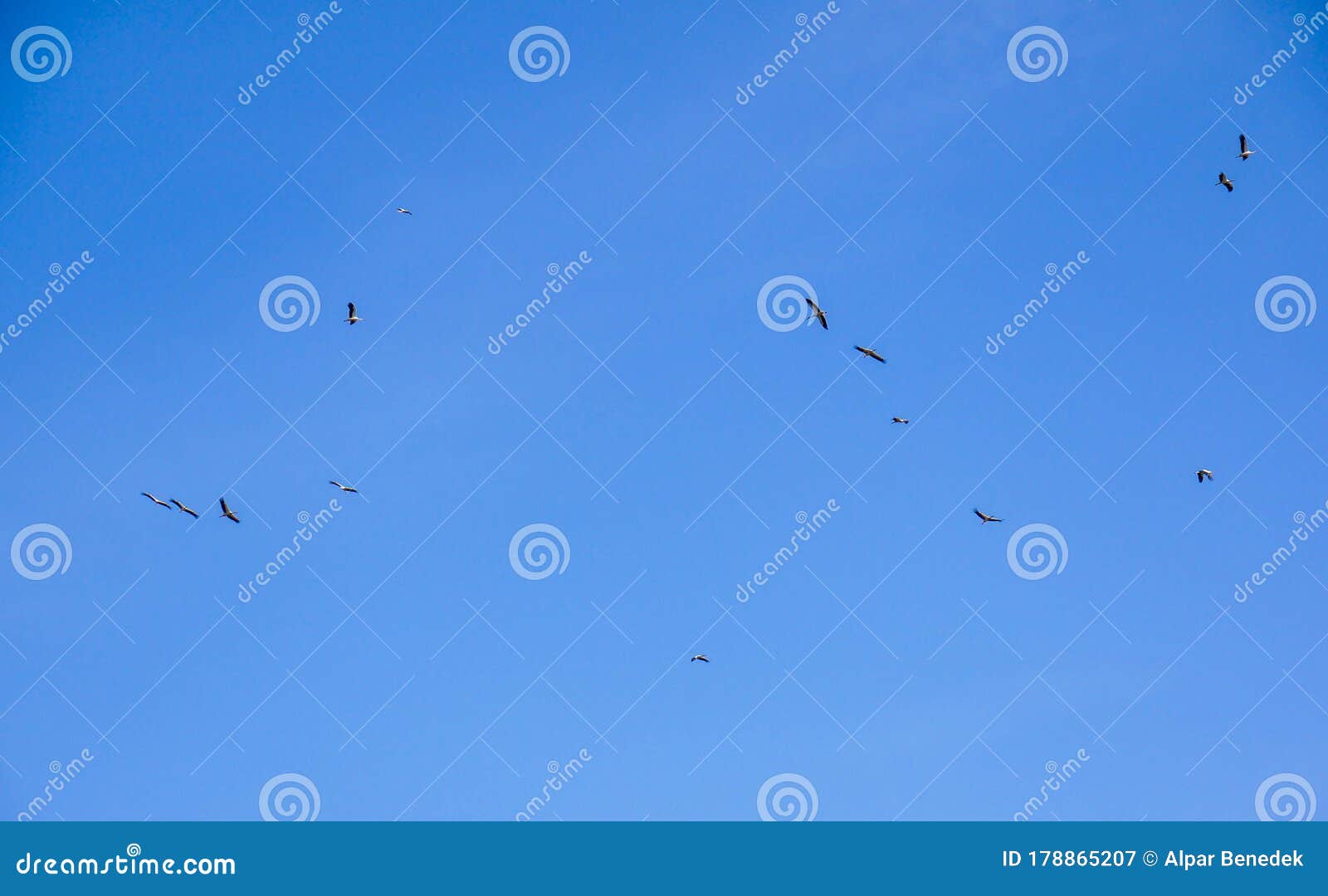 Group of Flying Storks on Beautiful Blue Sky Stock Image - Image of ...