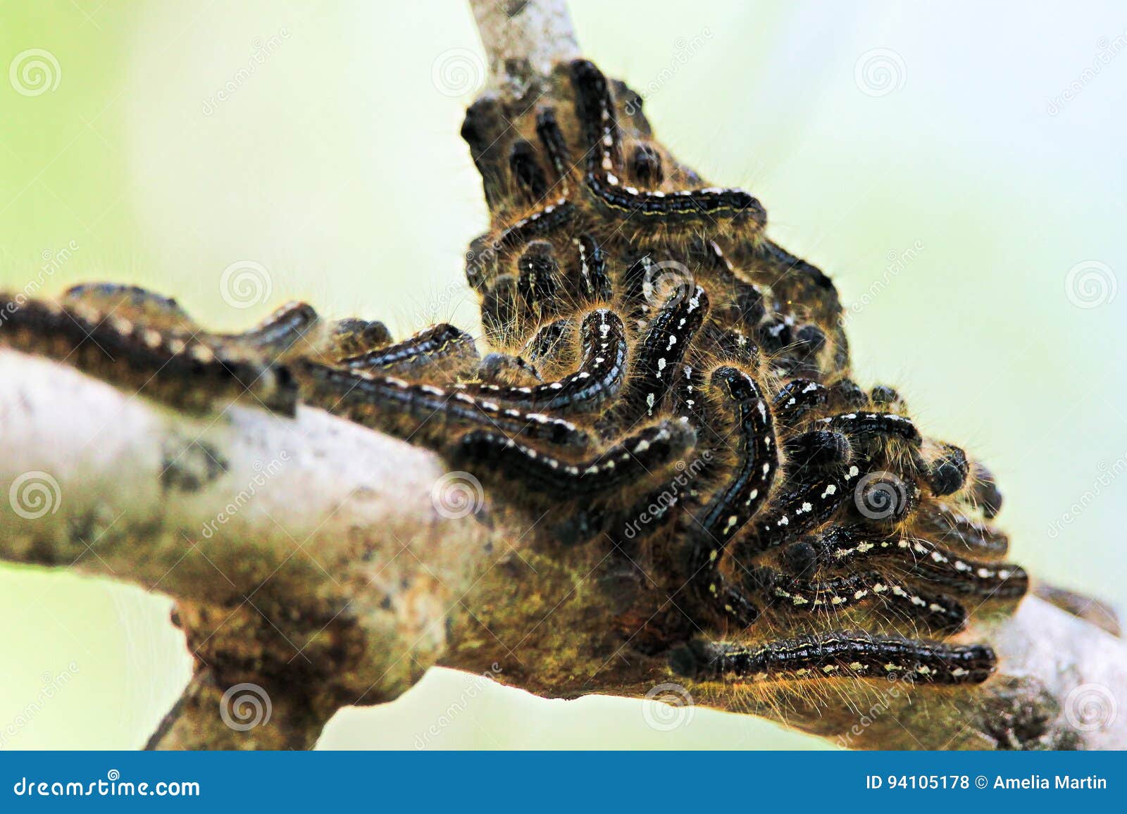 Forest Tent Caterpillar Royalty-Free Stock Image | CartoonDealer.com ...