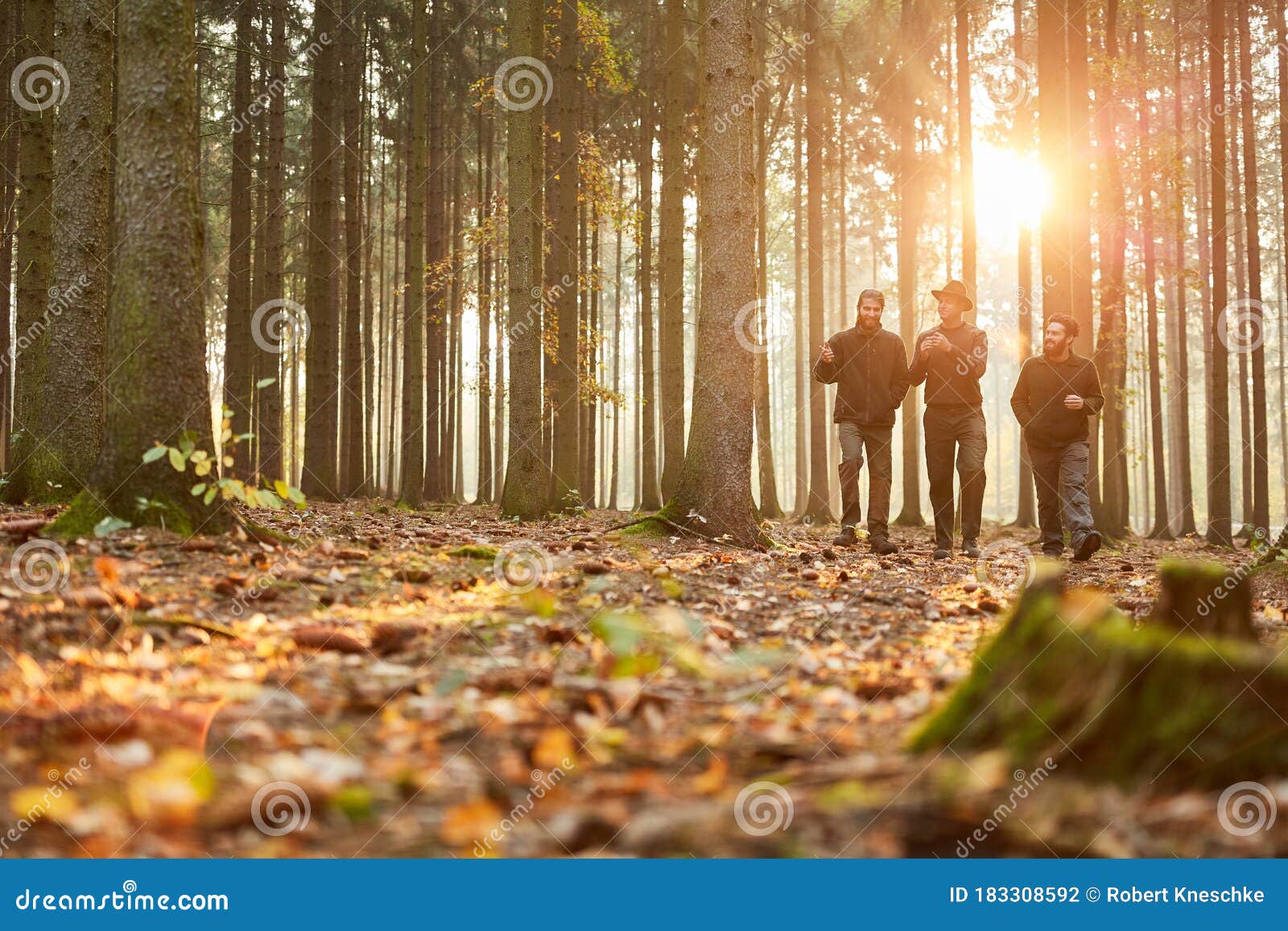 Group Foresters Walk in the Evening through a Forest Stock Photo ...