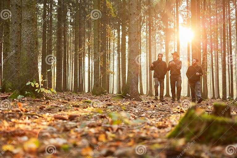 Group Foresters Walk in the Evening through a Forest Stock Photo ...