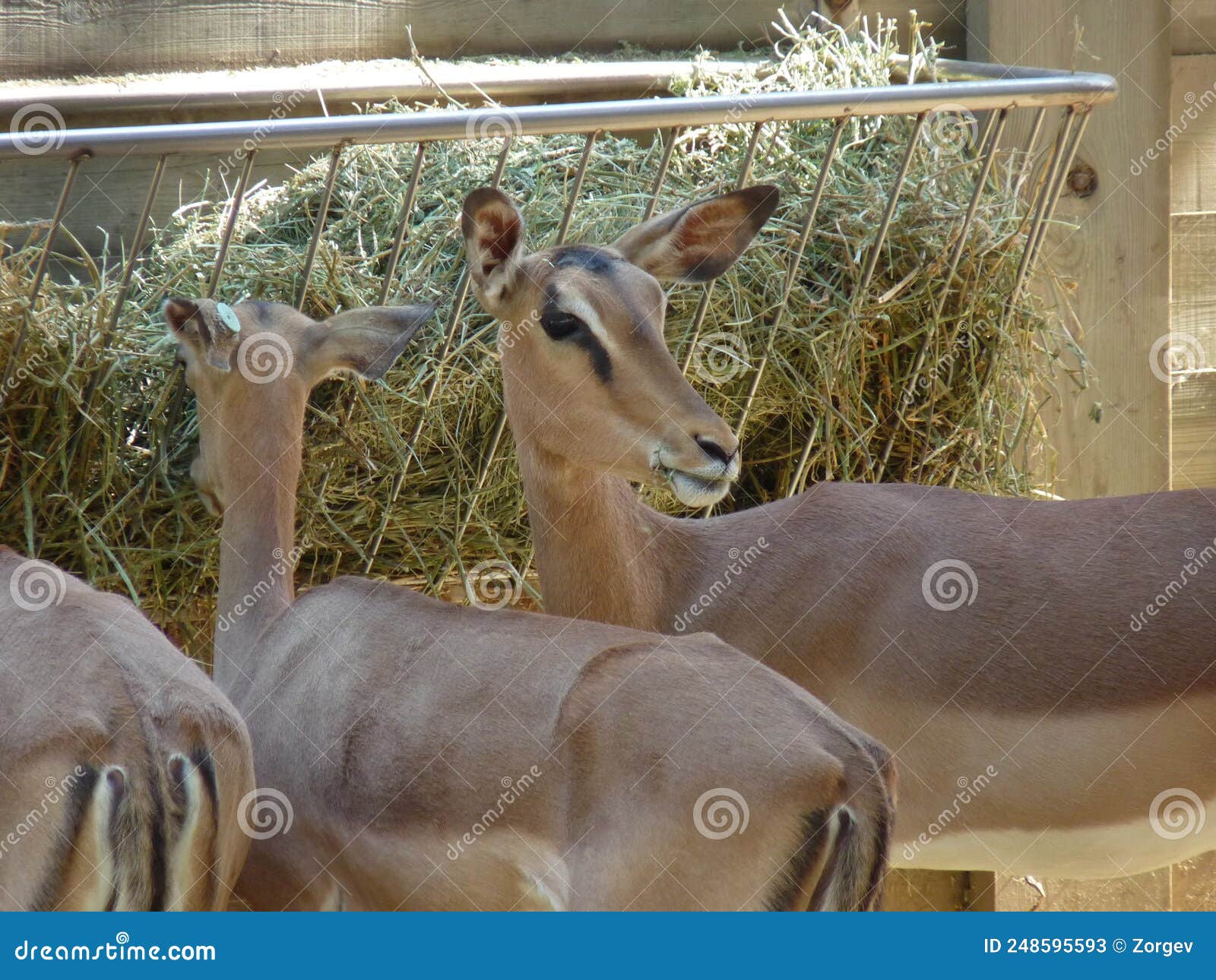 A Group of Four Back Impalas Eating in Their Enclosure Stock Image ...