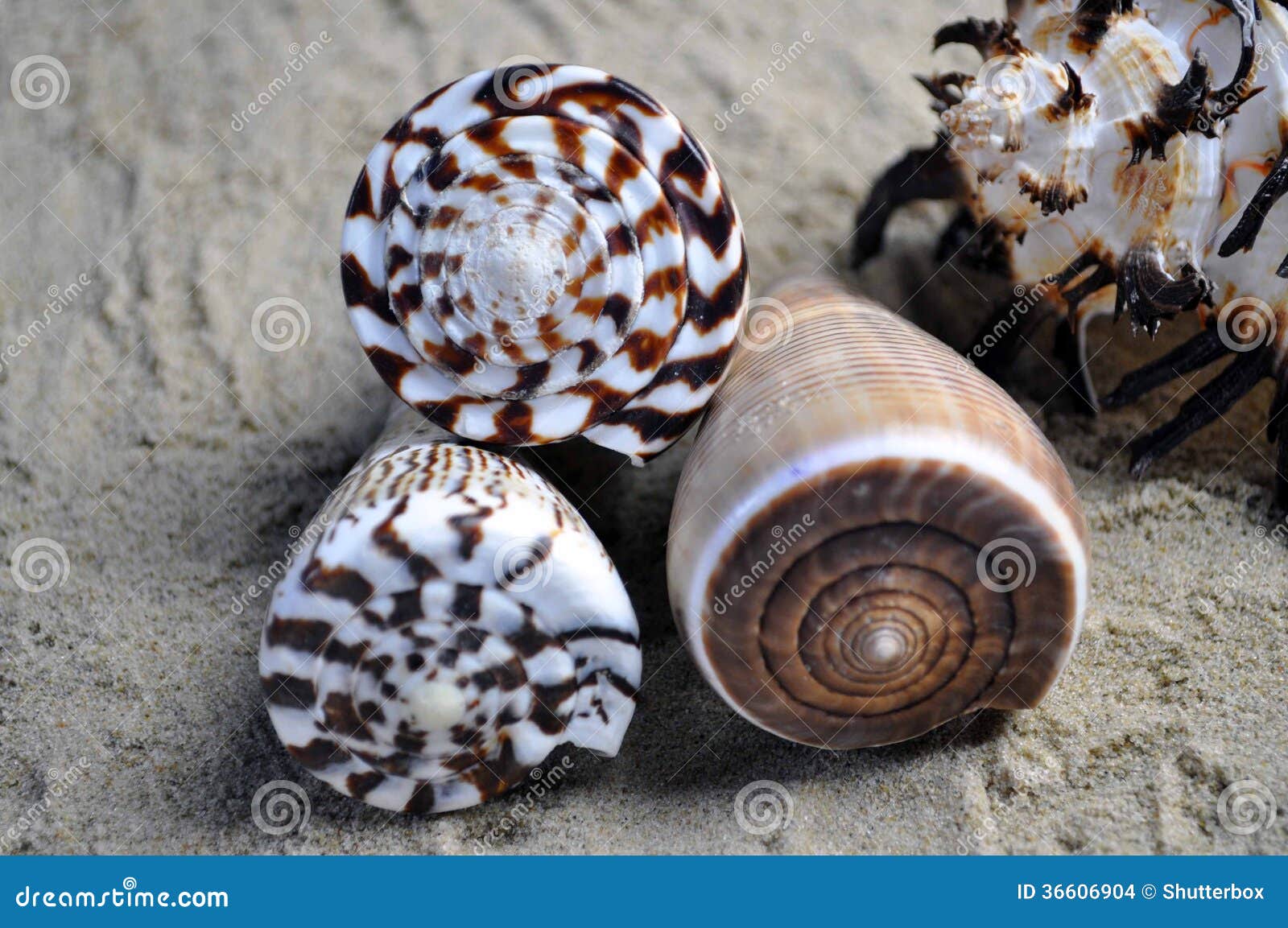 Group of Four Beautiful Sea Shells Stock Photo - Image of natural ...