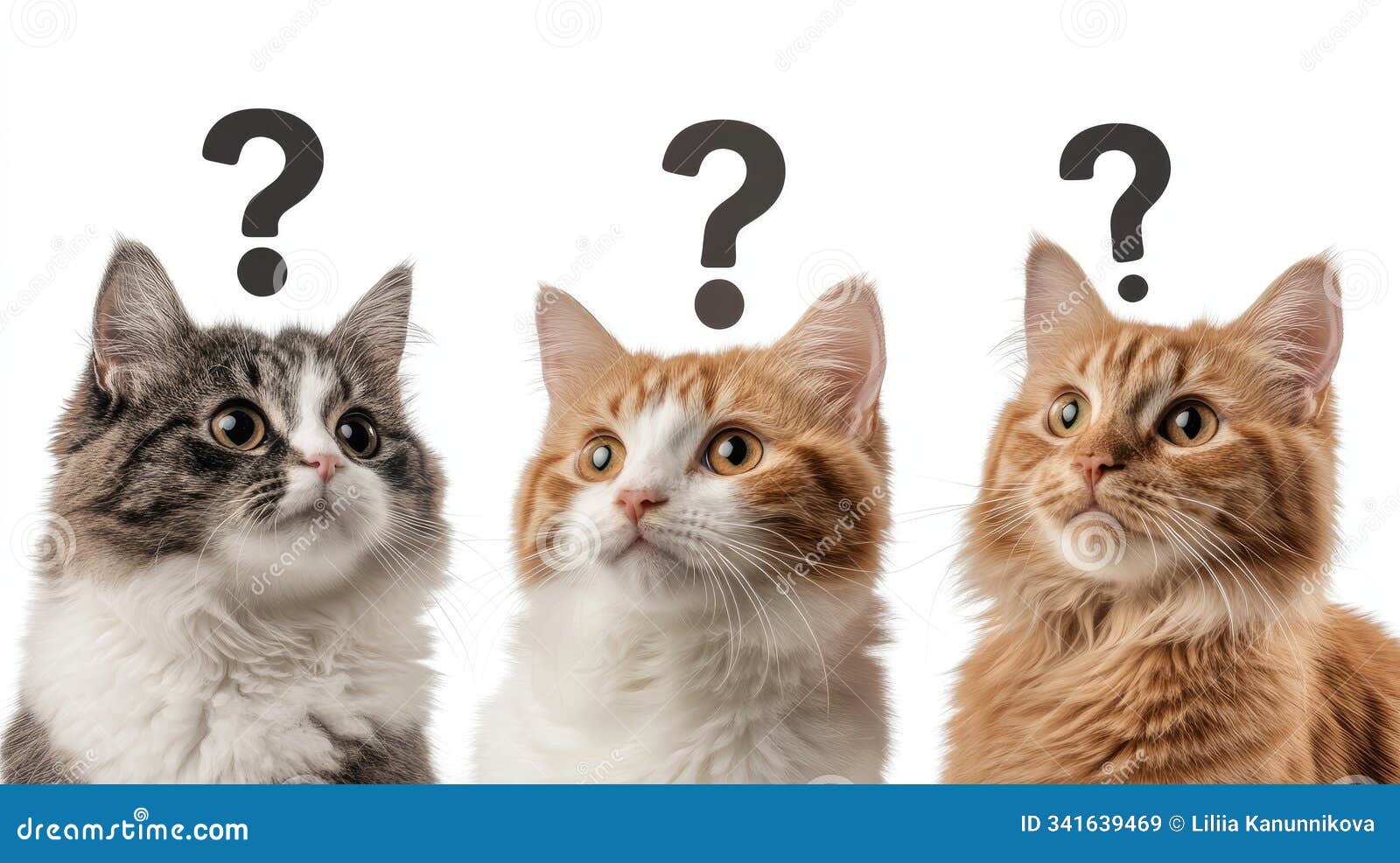 A Group of Four Cats Illustrates Curiosity, Each with Distinct Fur ...