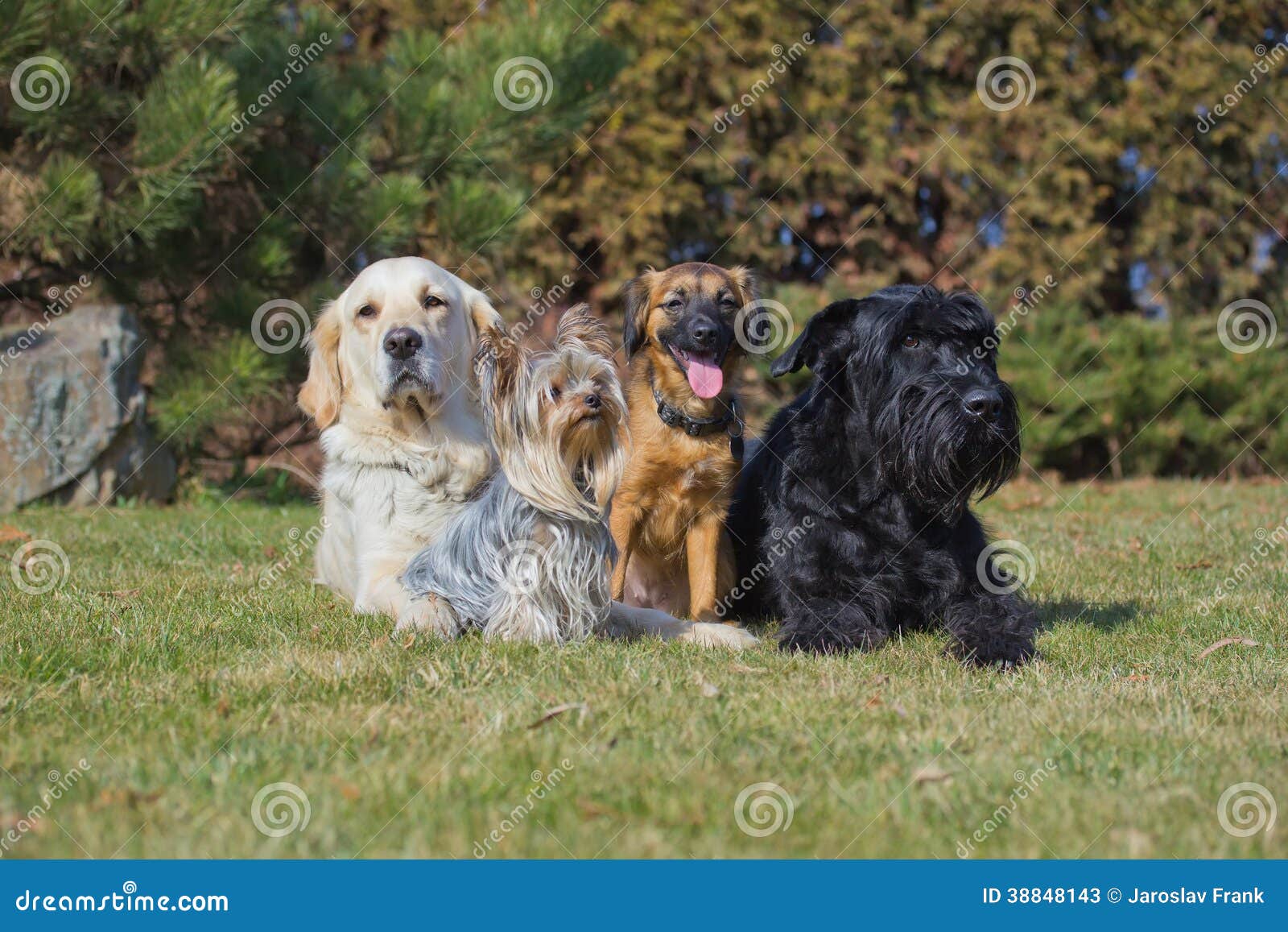 A Group of Four Dogs of Different Breeds Stock Image - Image of ...