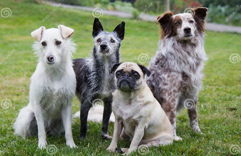 Group of four dogs stock image. Image of friend, adorable - 57479781
