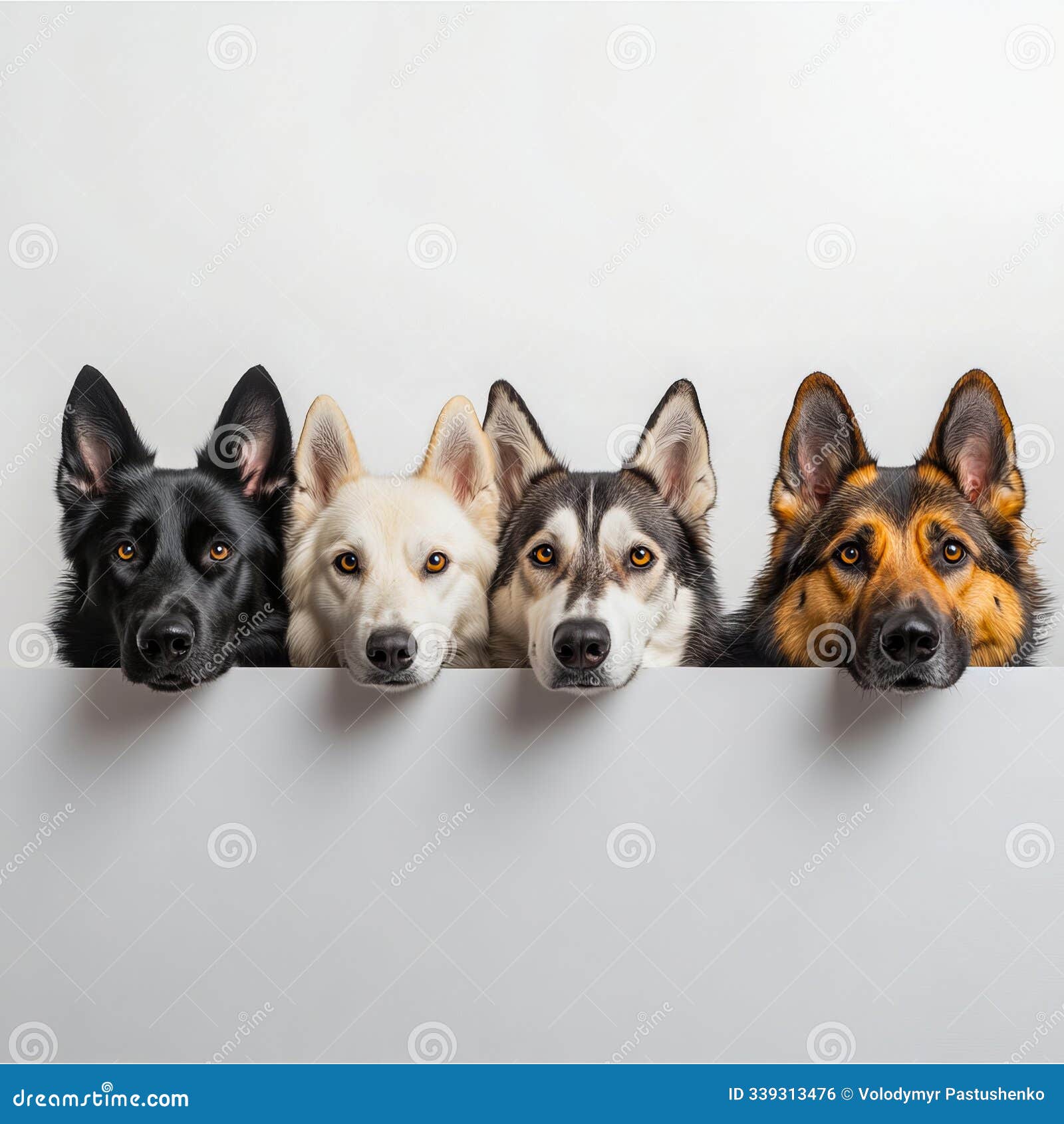 A Group of Four Dogs Peeking Over a White Panel Stock Photo - Image of ...