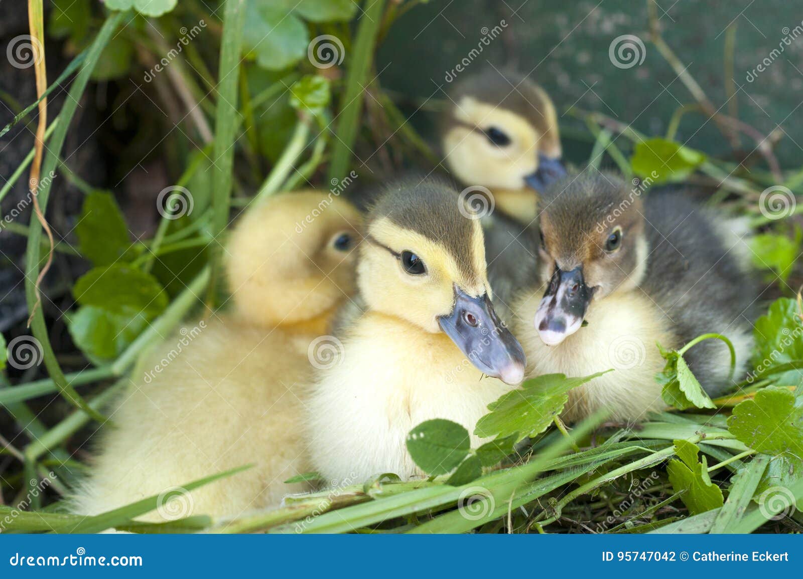 Four little ducks stock photo. Image of baby, outdoors - 95747042