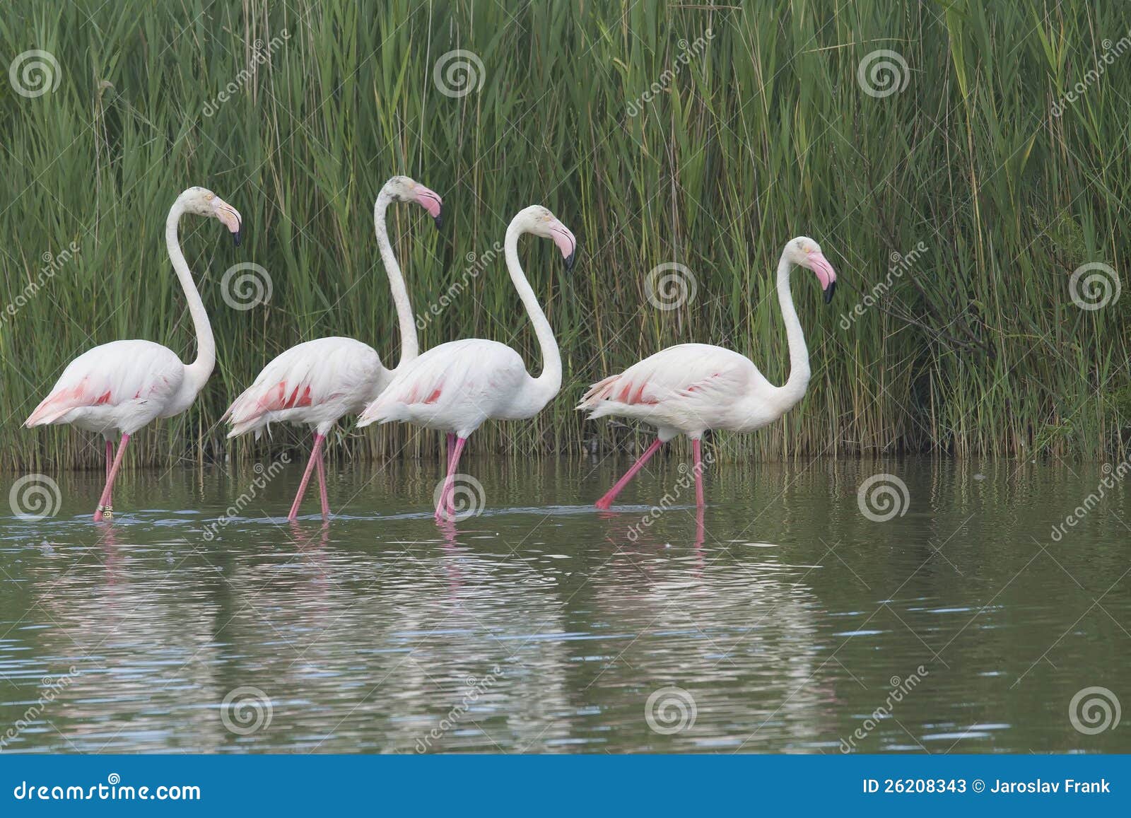 Four Flamingos In Camargue Royalty-Free Stock Image | CartoonDealer.com ...