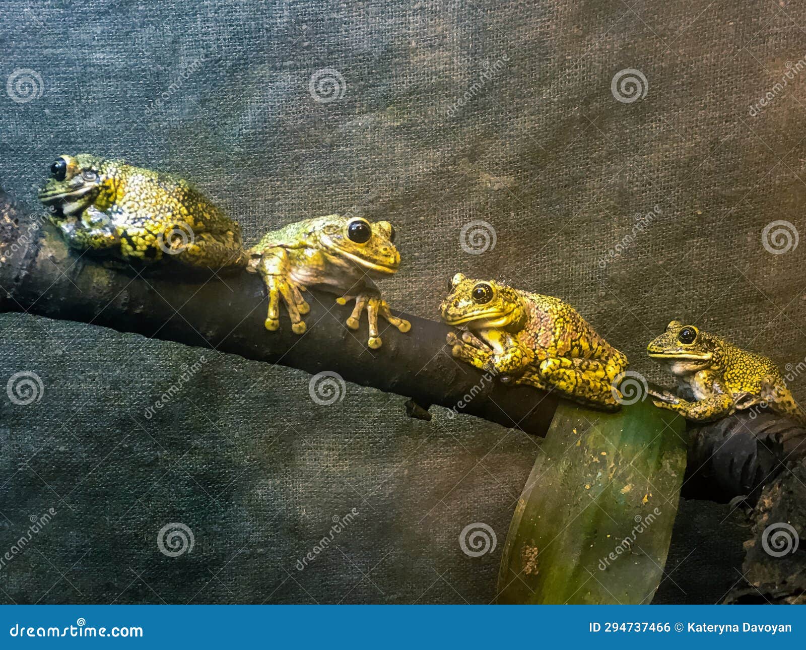 A Group of Four Frogs Rest on a Tree Branch. Stock Photo - Image of ...