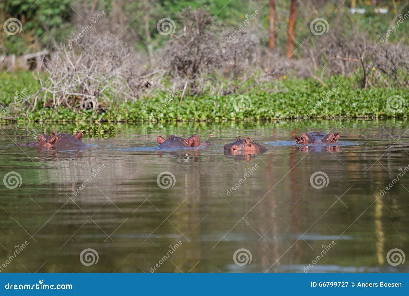 Group of four hippos stock image. Image of species, front - 66799727