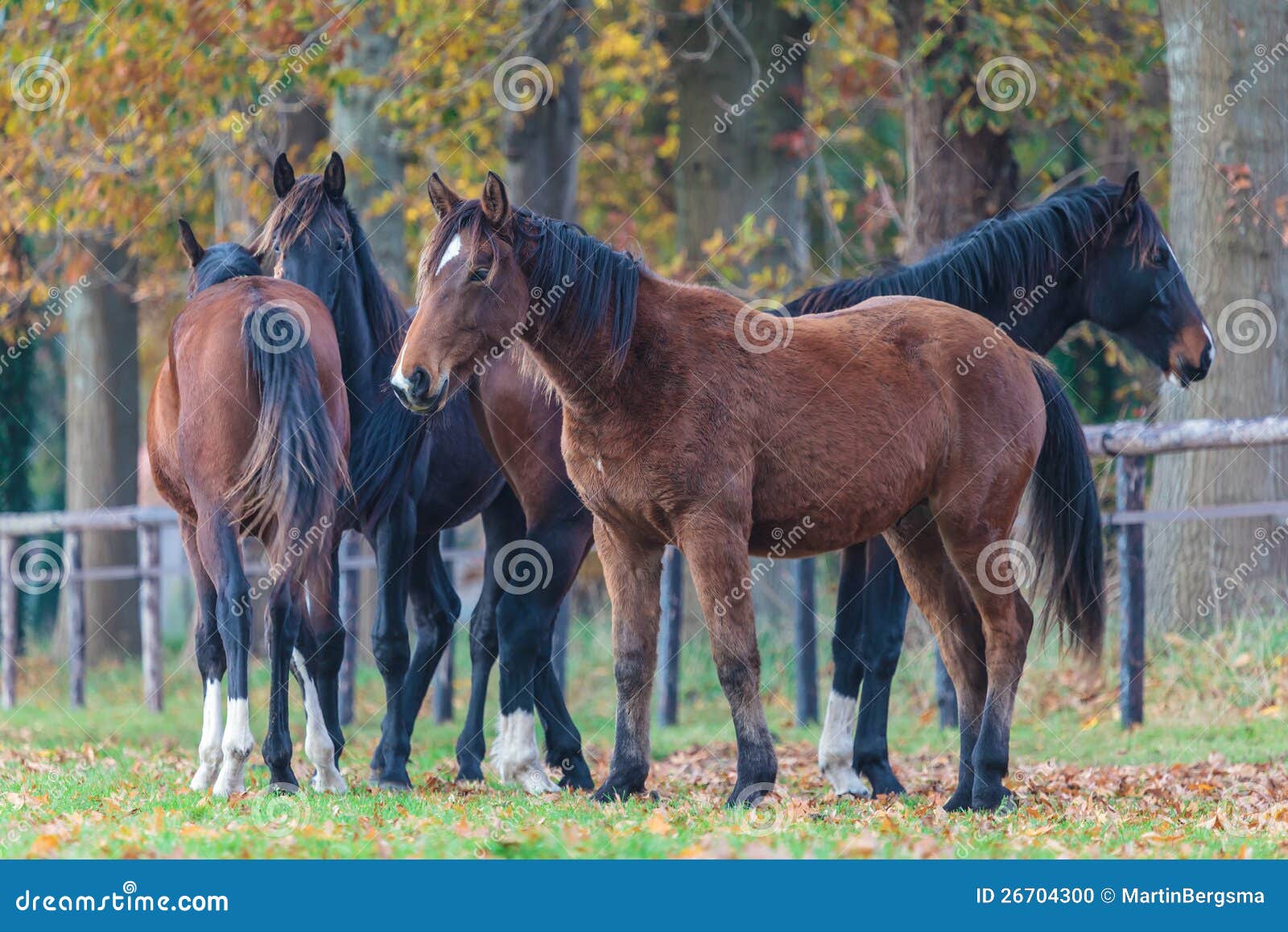 Group of Four Horses in Autumn Stock Photo - Image of equine, land ...