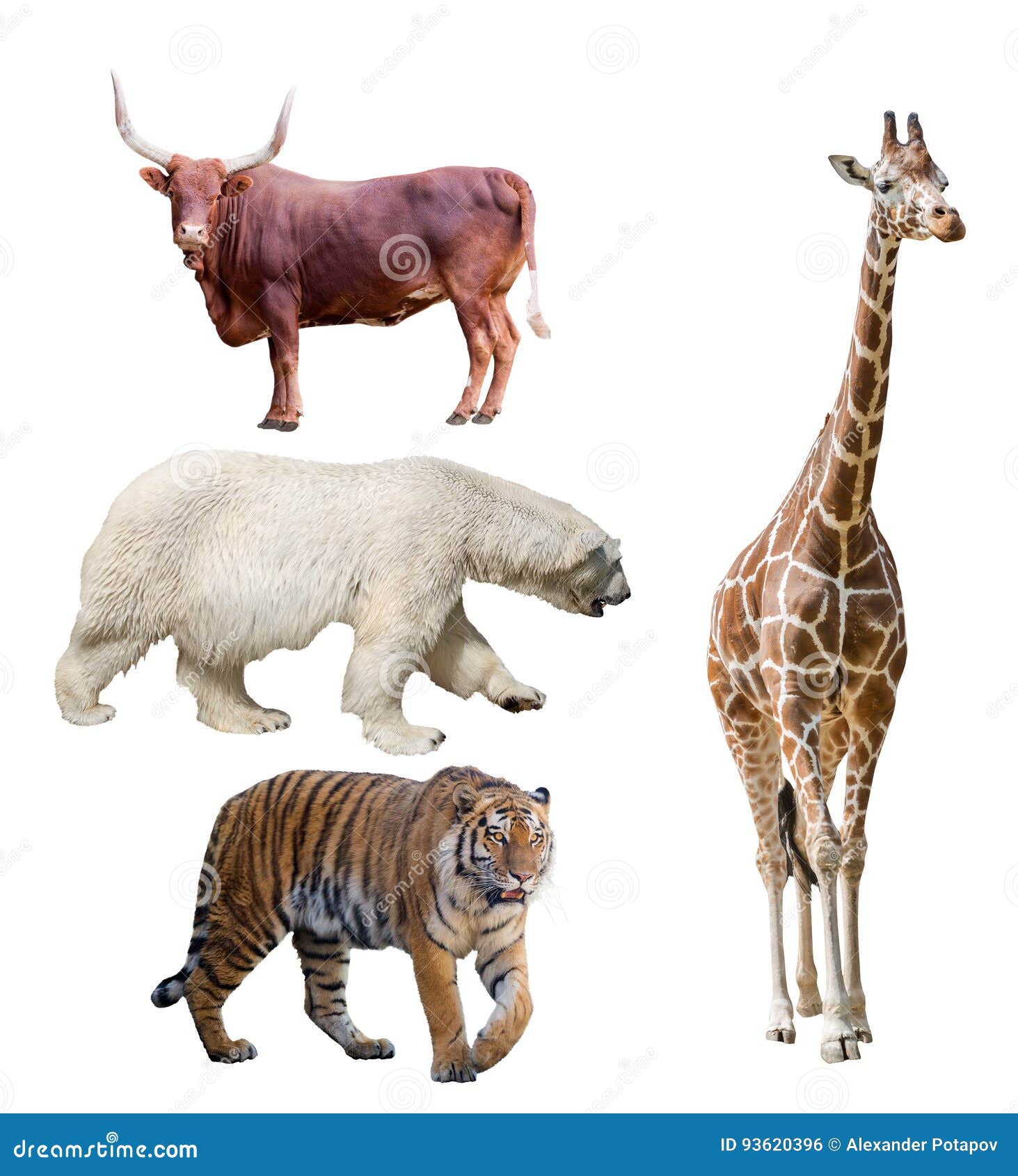 Group of Four Large Animals Isolated on White Stock Photo - Image of ...