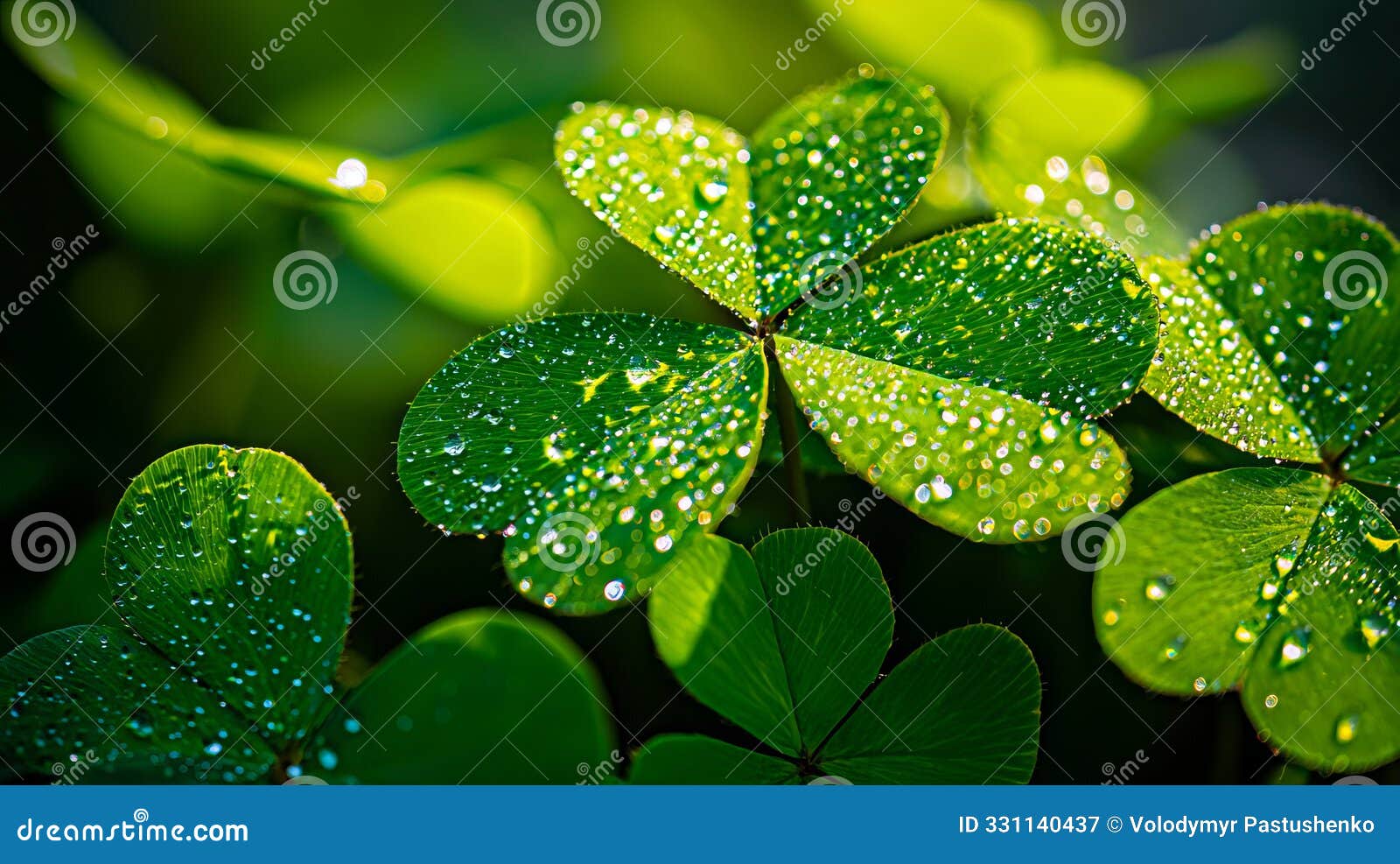 A Group of Four Leaf Clovers with Water Droplets on Them Stock Image ...