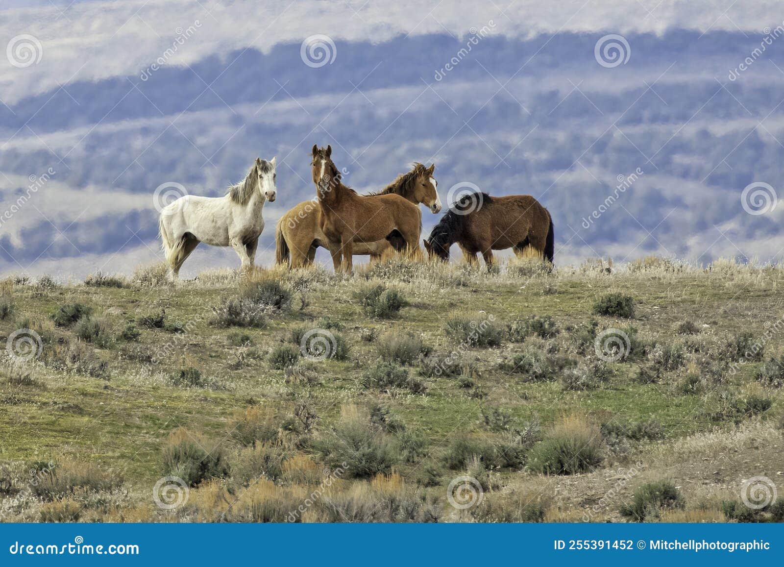 A Group of Four Mustangs Standing Stock Photo - Image of group, horses ...