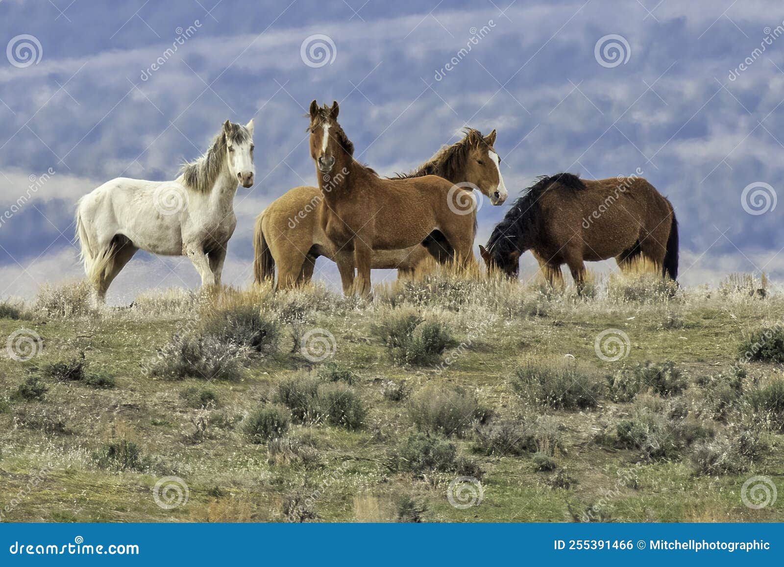 A Group of Four Mustangs Standing Stock Photo - Image of wild, mustangs ...