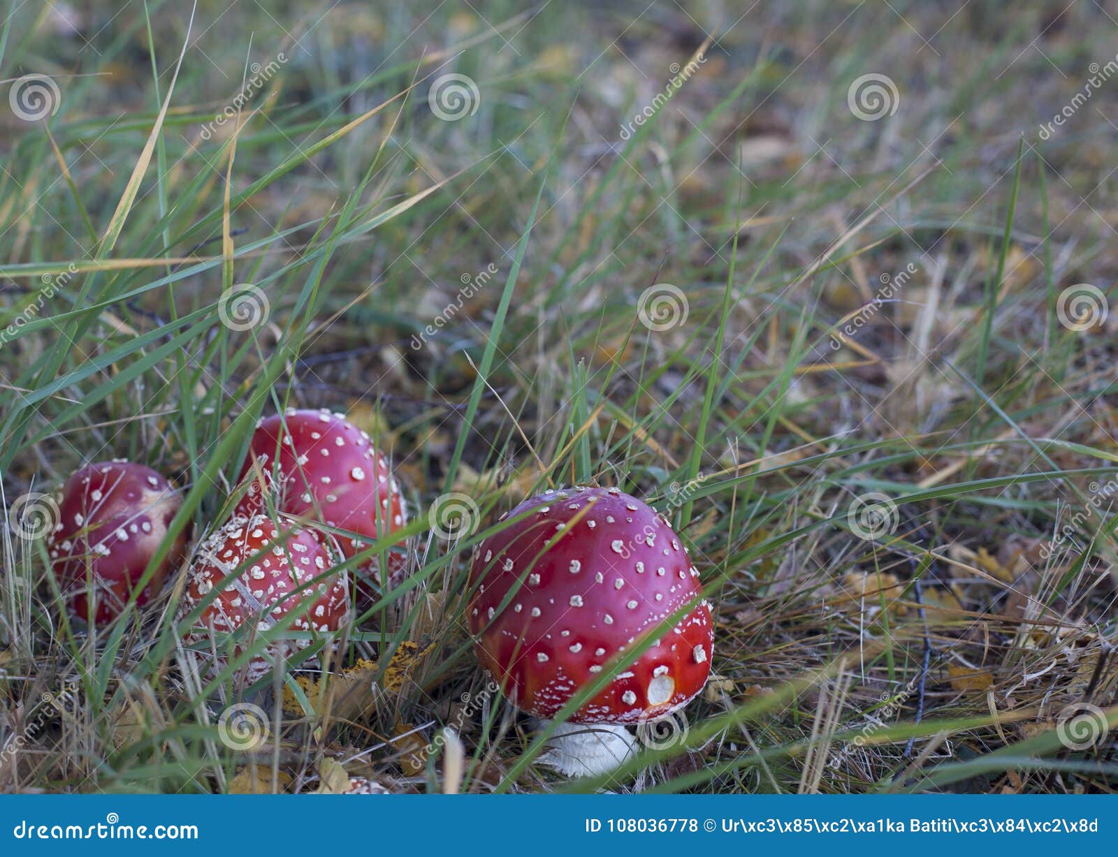 A Group of Four Toadstools in the Grass Stock Photo - Image of amanita ...