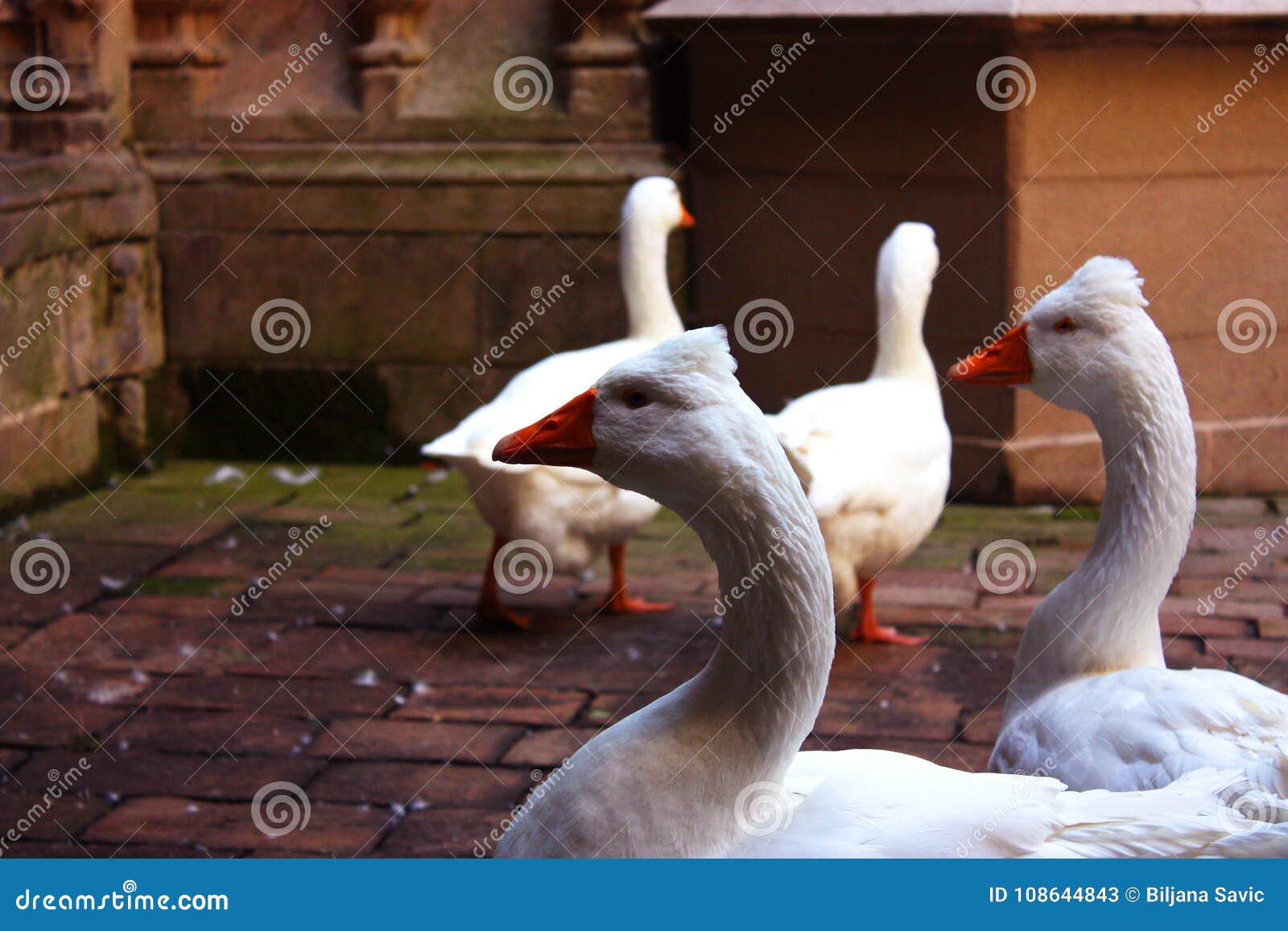 A Group of Four White Goose Stock Image - Image of yardn, nature: 108644843