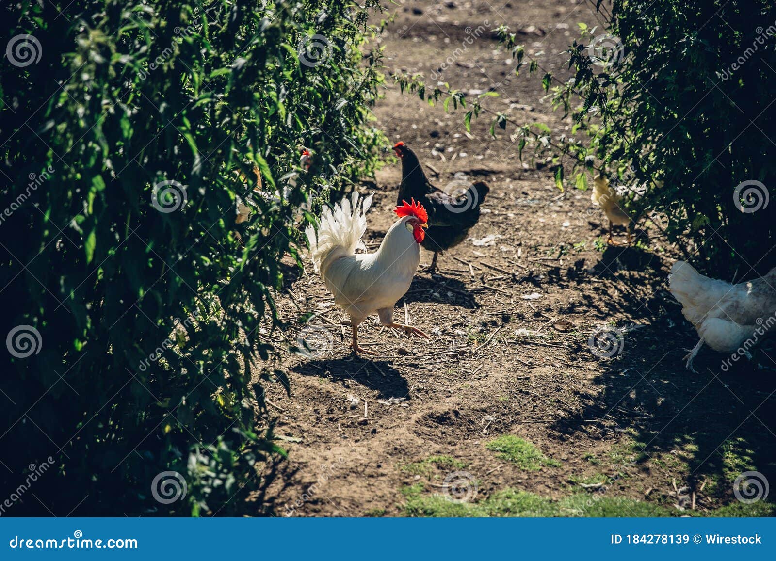 Group of Free Range Chickens Walking Around the Farm Stock Image ...