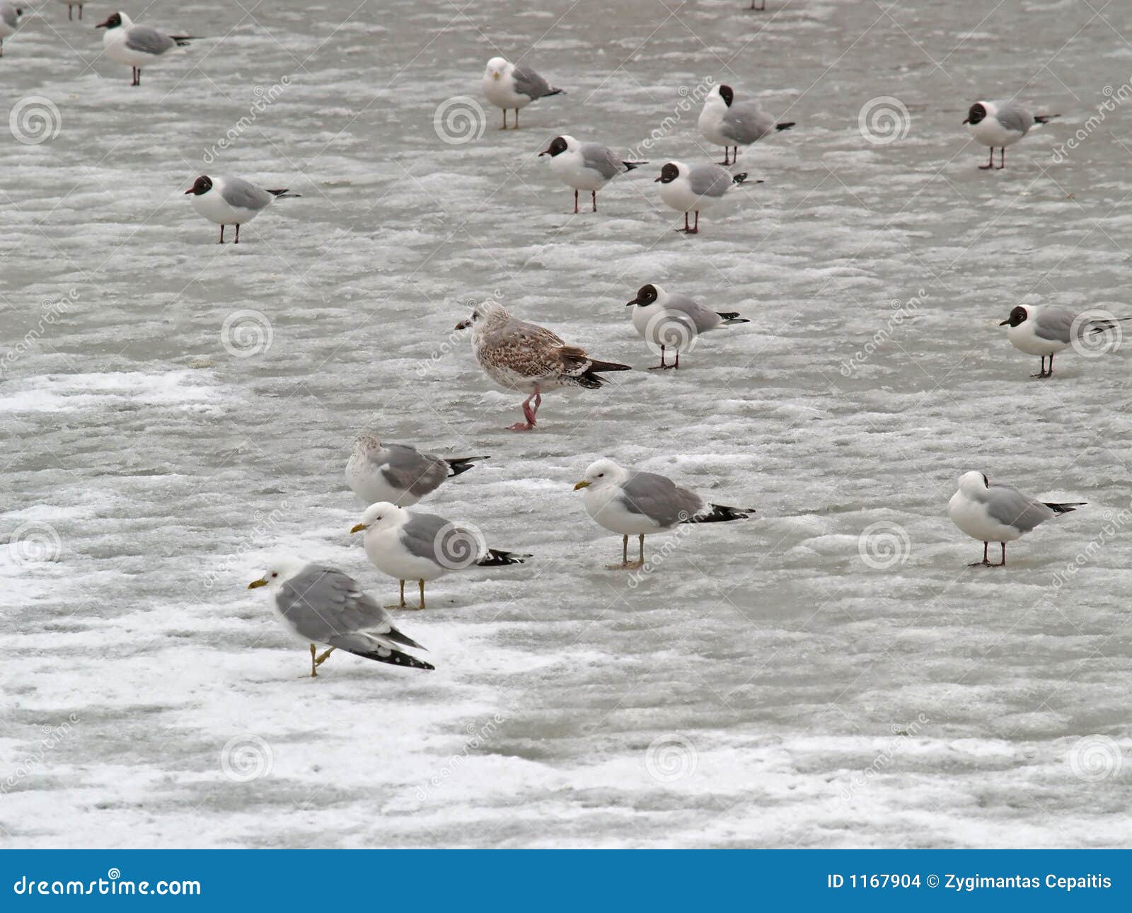 Group of freezing seagulls stock photo. Image of spring - 1167904