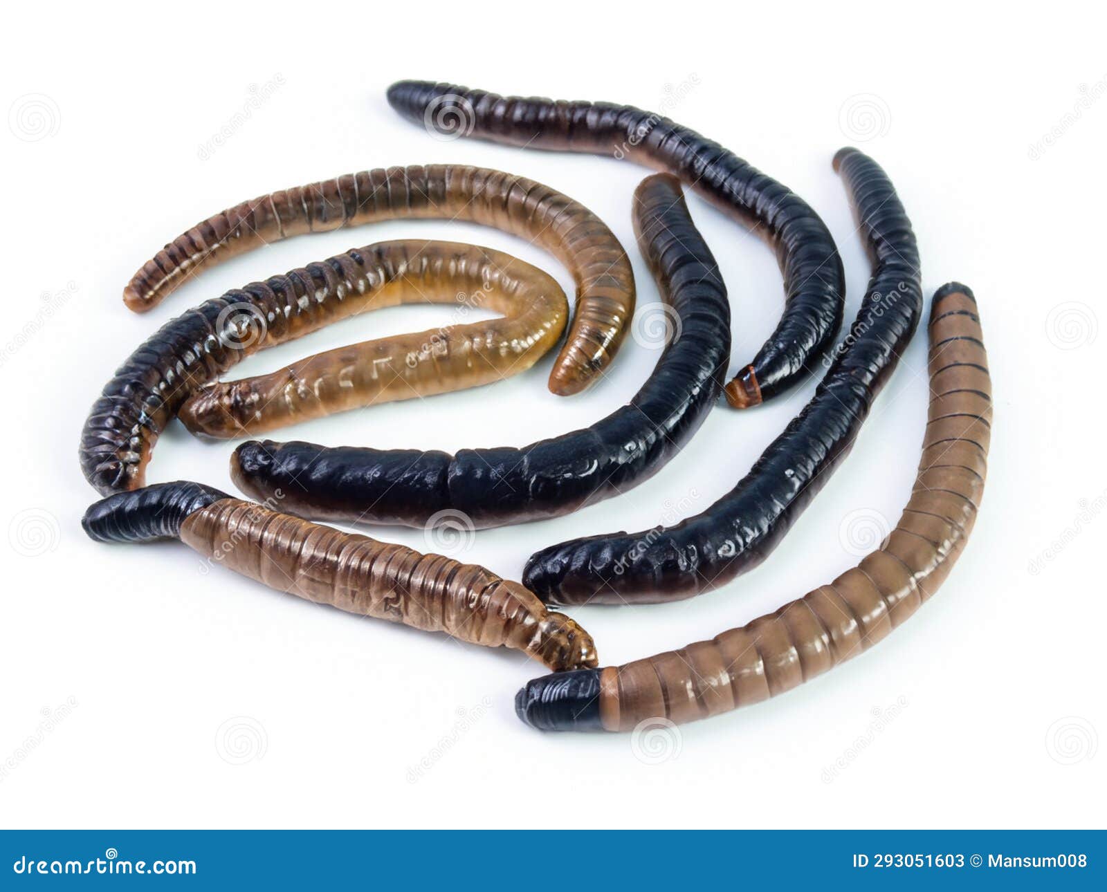 Group of Fresh Black Worms Isolated on White Background Stock Image ...