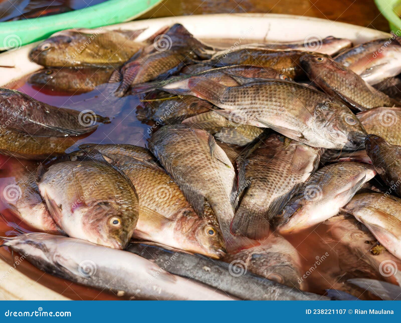 Group of Fresh Carp at the Local Indonesian Fish Market Stock Image ...