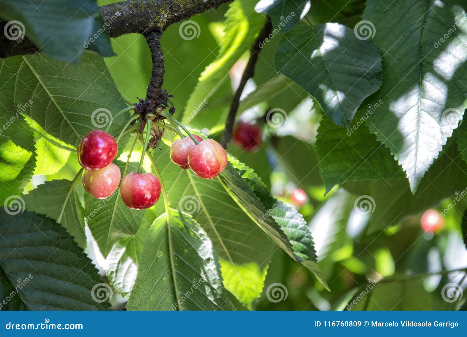 Cherries Ripening on the Tree Stock Image - Image of season, seasonal ...