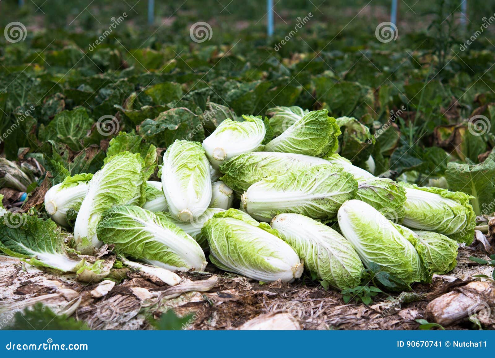 Group of Fresh Chinese Cabbage in Organic Farm. Stock Image - Image of ...