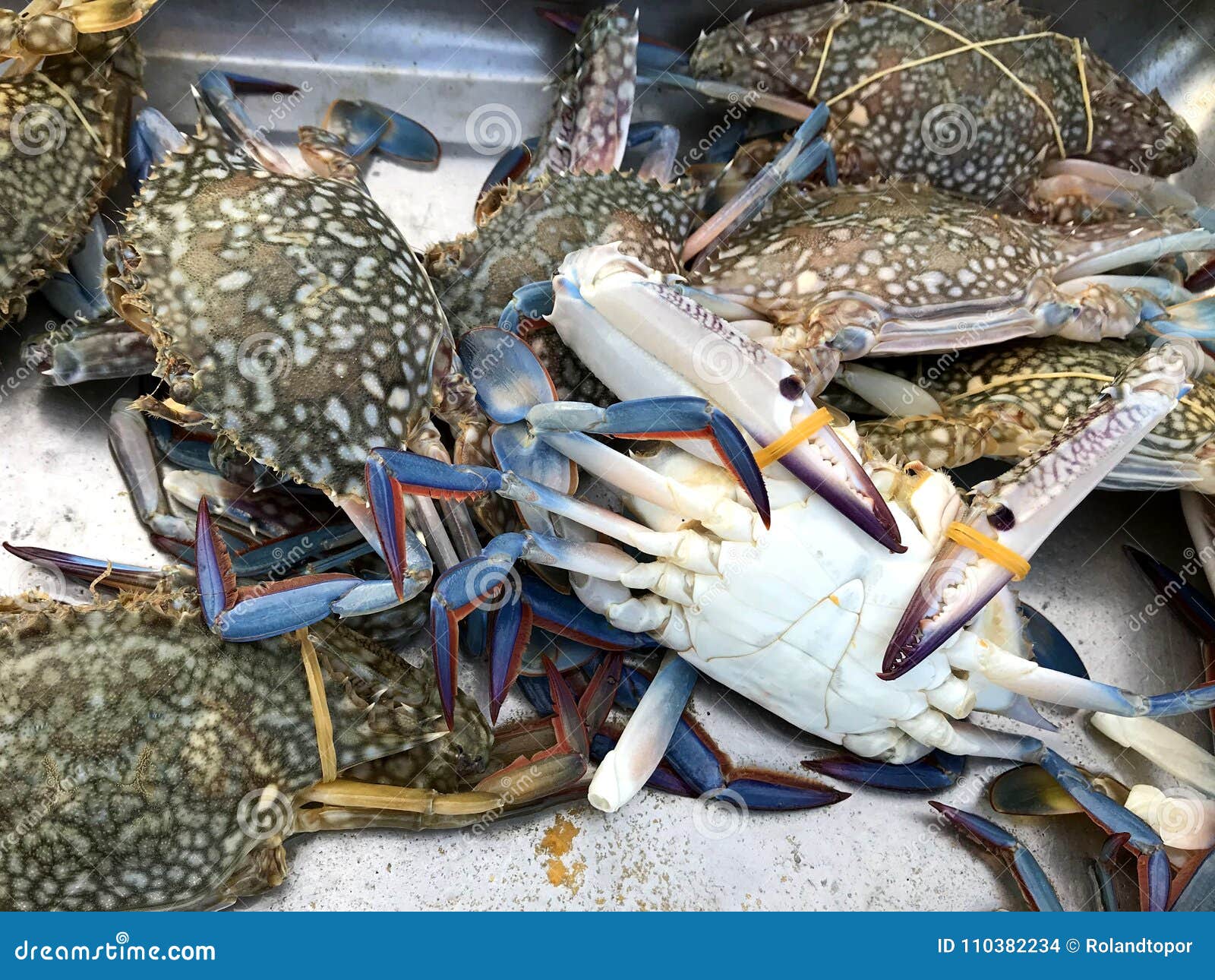 Fresh Color Crabs at the Market in Thailand. Stock Photo - Image of ...