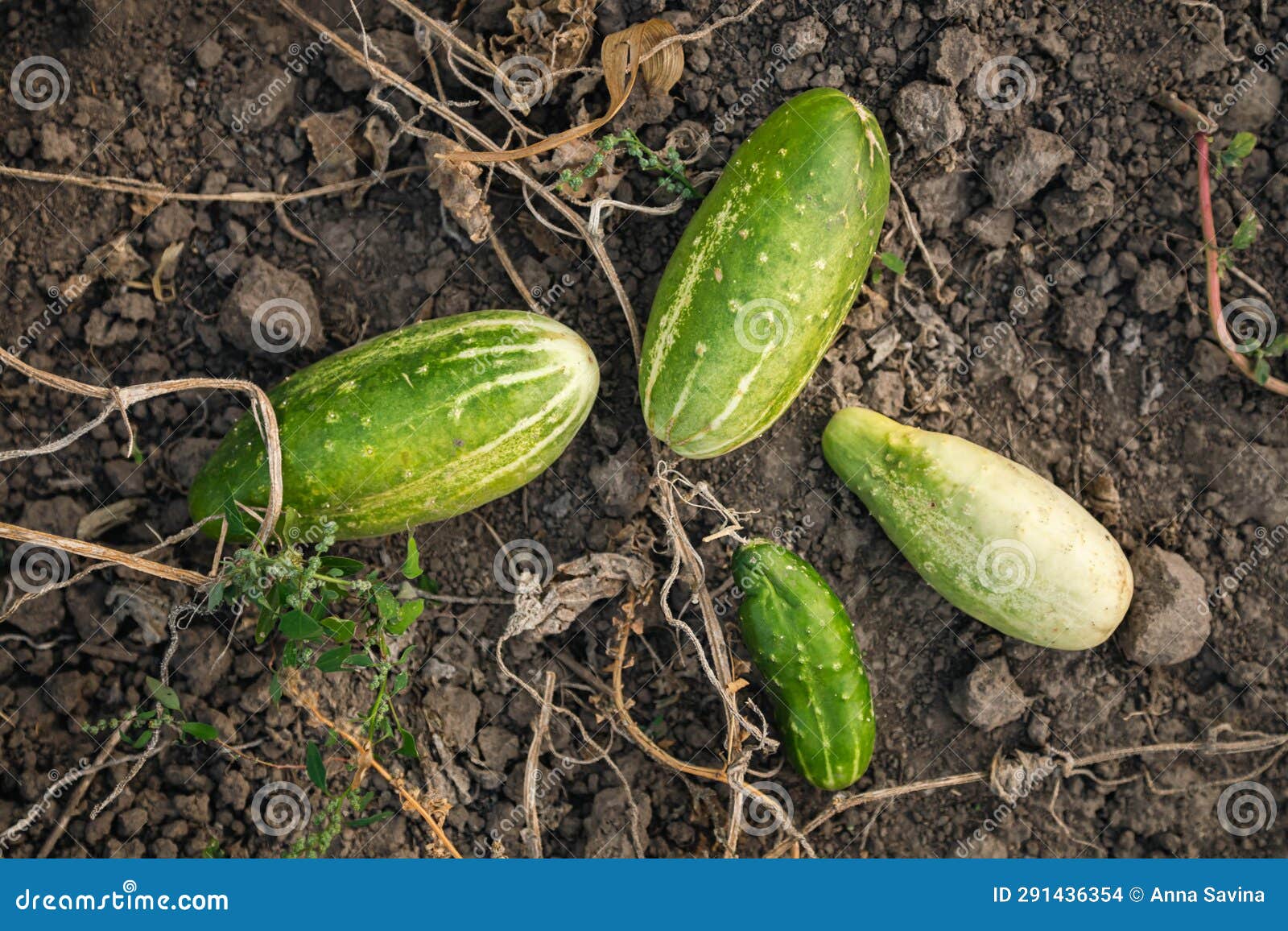 Group of Fresh Cucumbers on the Ground, Harvesting of Cucumbers Plants ...
