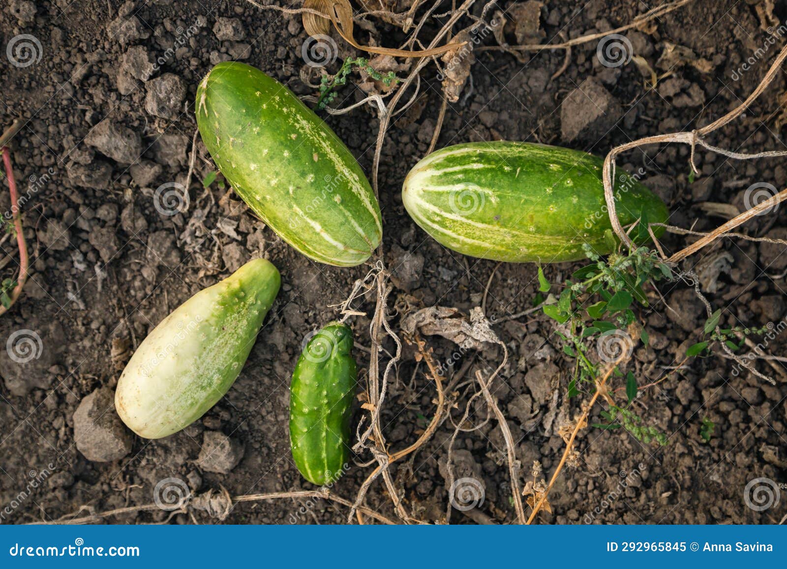 Group of Fresh Cucumbers on the Ground, Harvesting of Cucumbers Plants ...