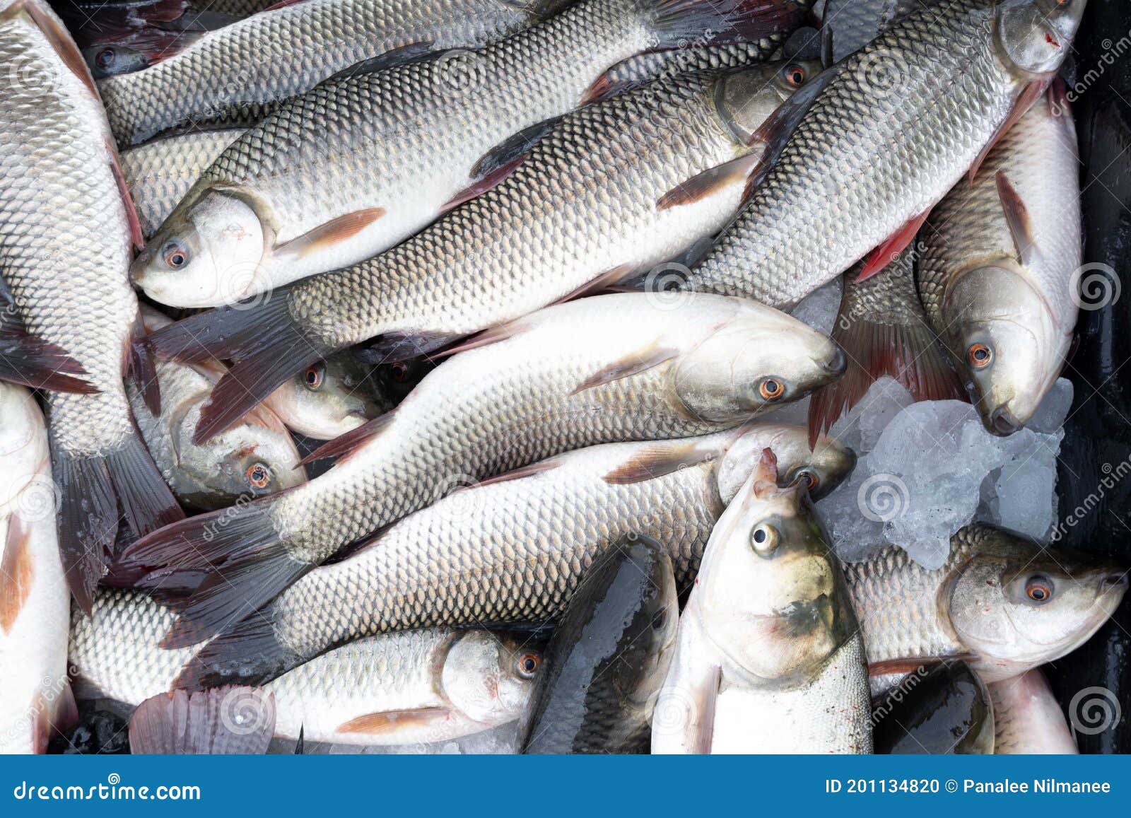 Group of fresh fish. stock photo. Image of seafood, cuisine - 201134820